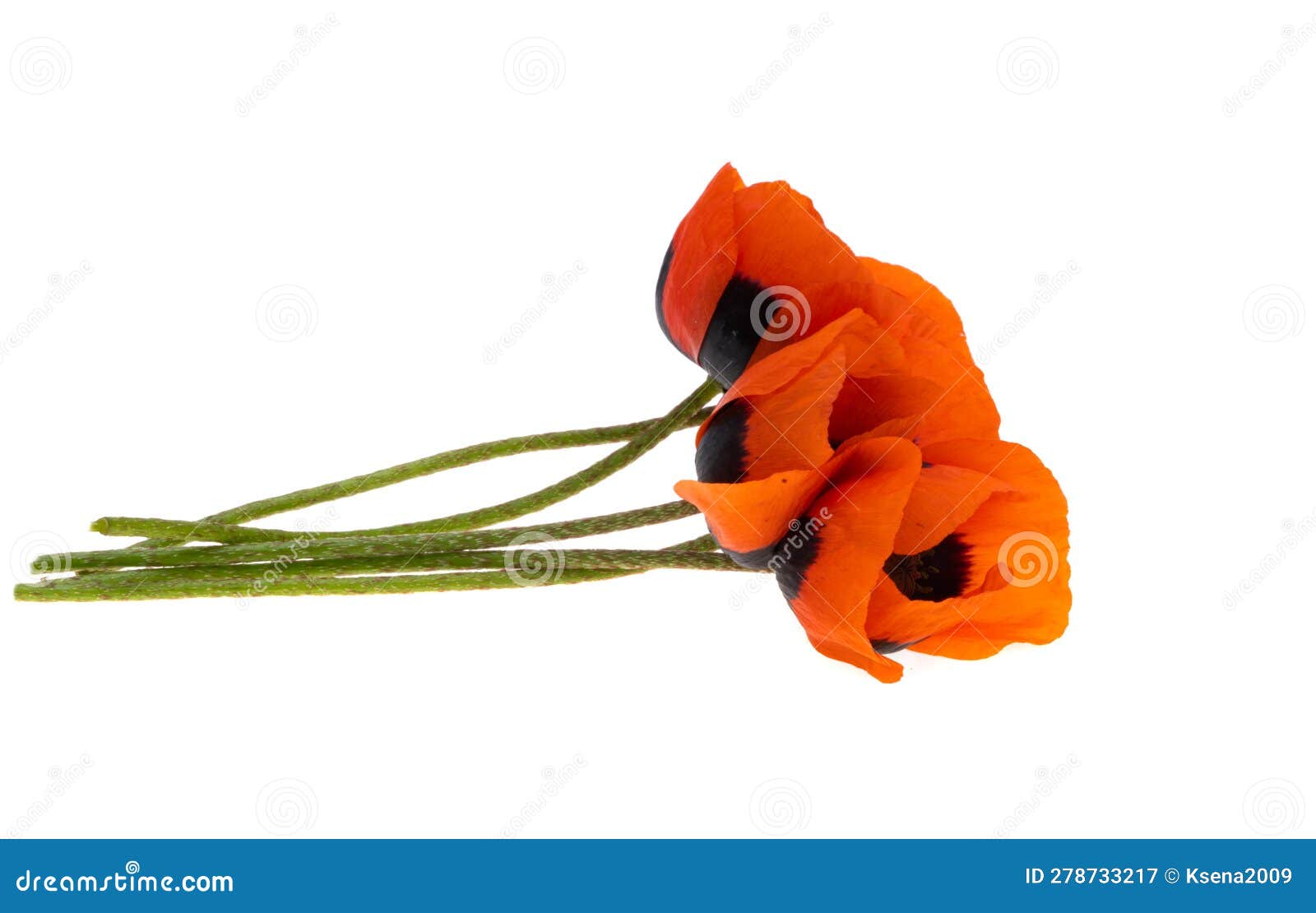 Red meadow poppy isolated stock image. Image of background - 278733217