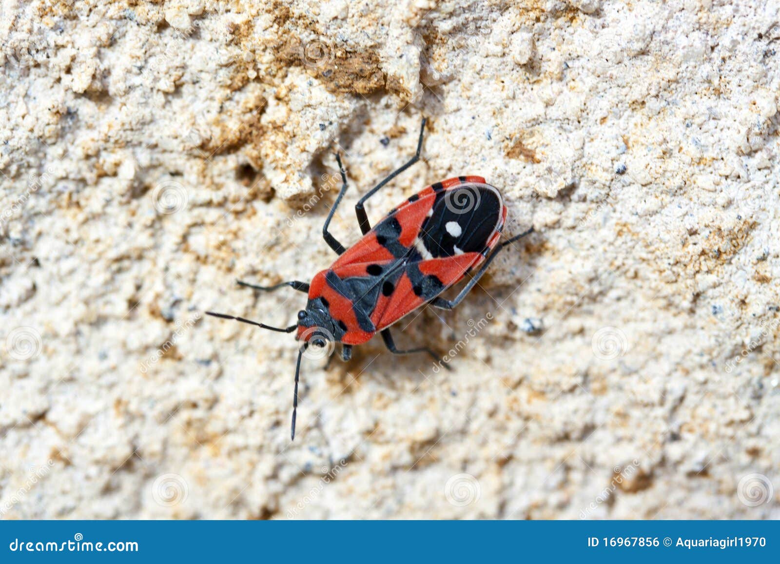 Red mediterranean insect stock photo. Image of insect - 16967856
