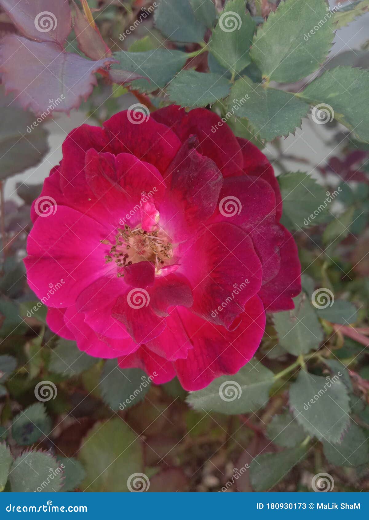 Red and mehroon rose stock image. Image of wildflower - 180930173