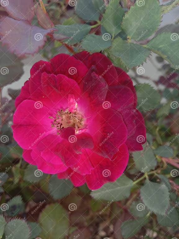 Red and mehroon rose stock image. Image of wildflower - 180930173