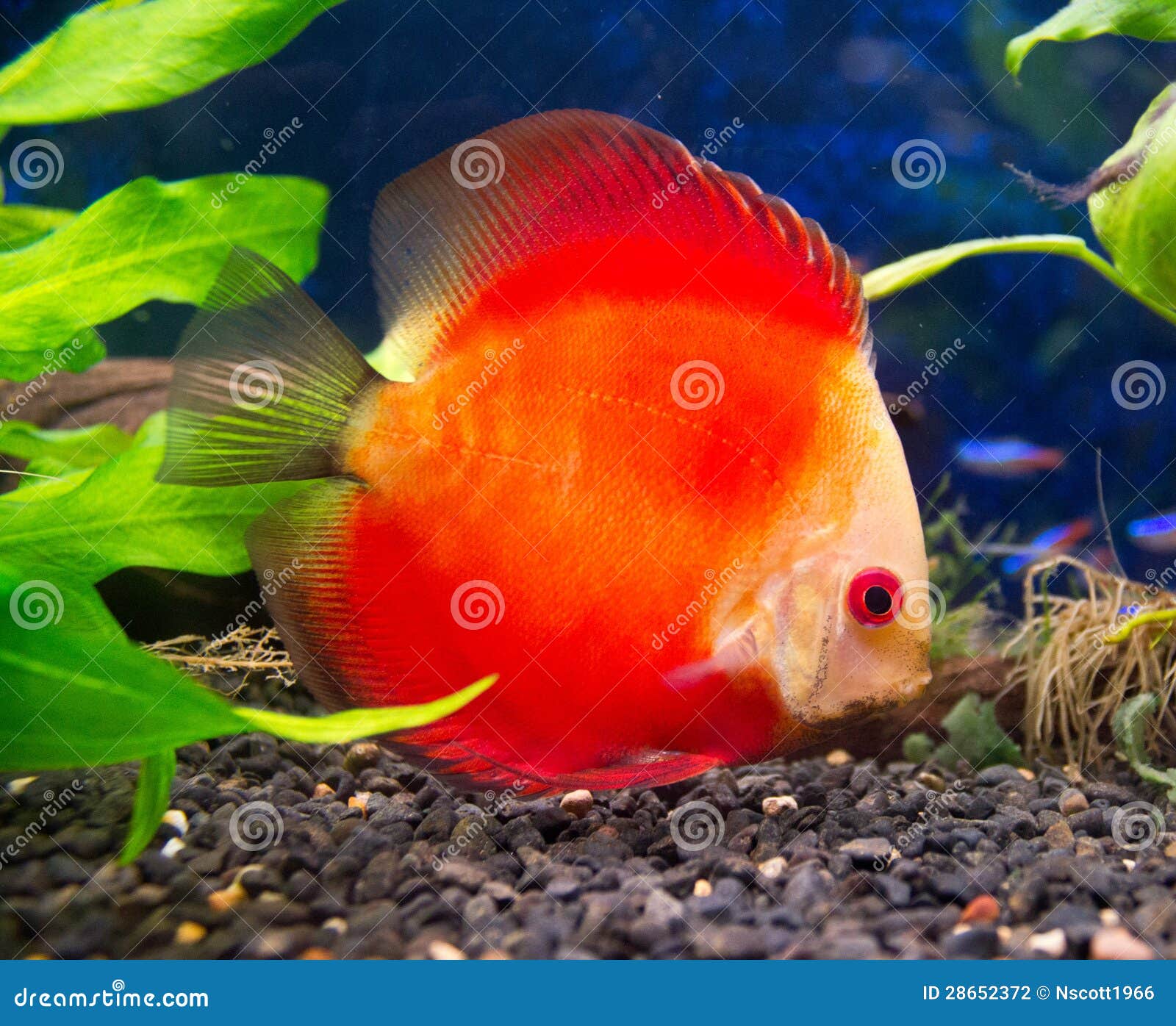 Red Melon Discus stock photo. Image of tropical, water - 28652372