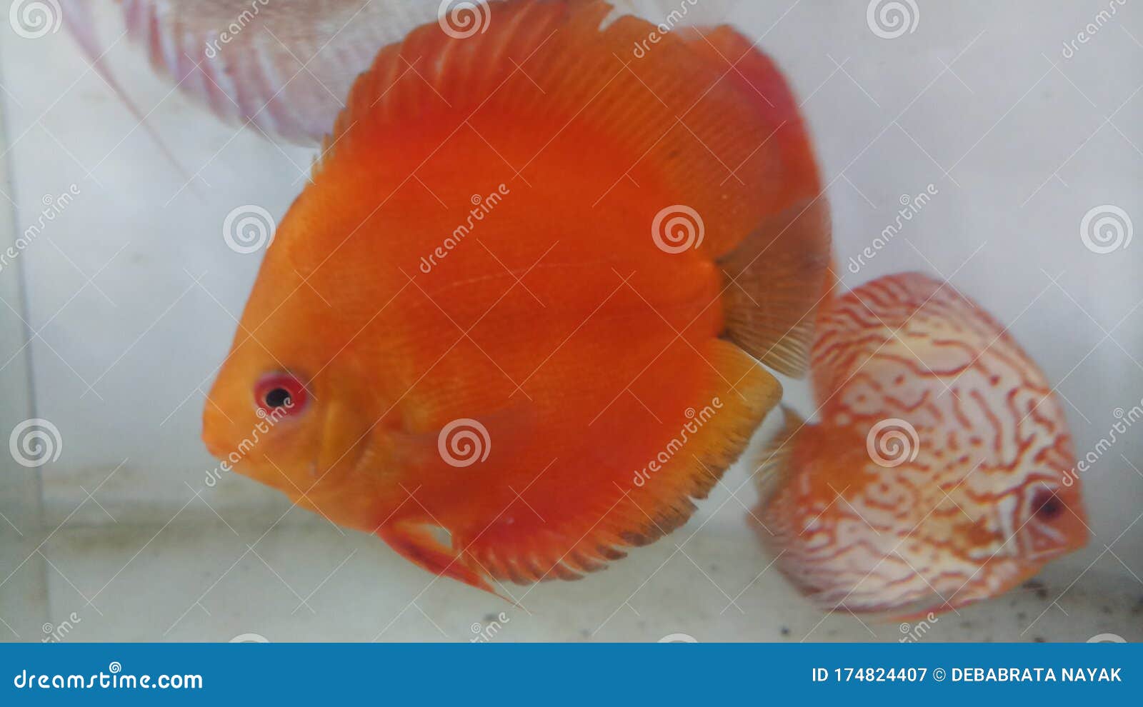 Red Melon Discus Fish in Aquarium Stock Image - Image of decorate ...