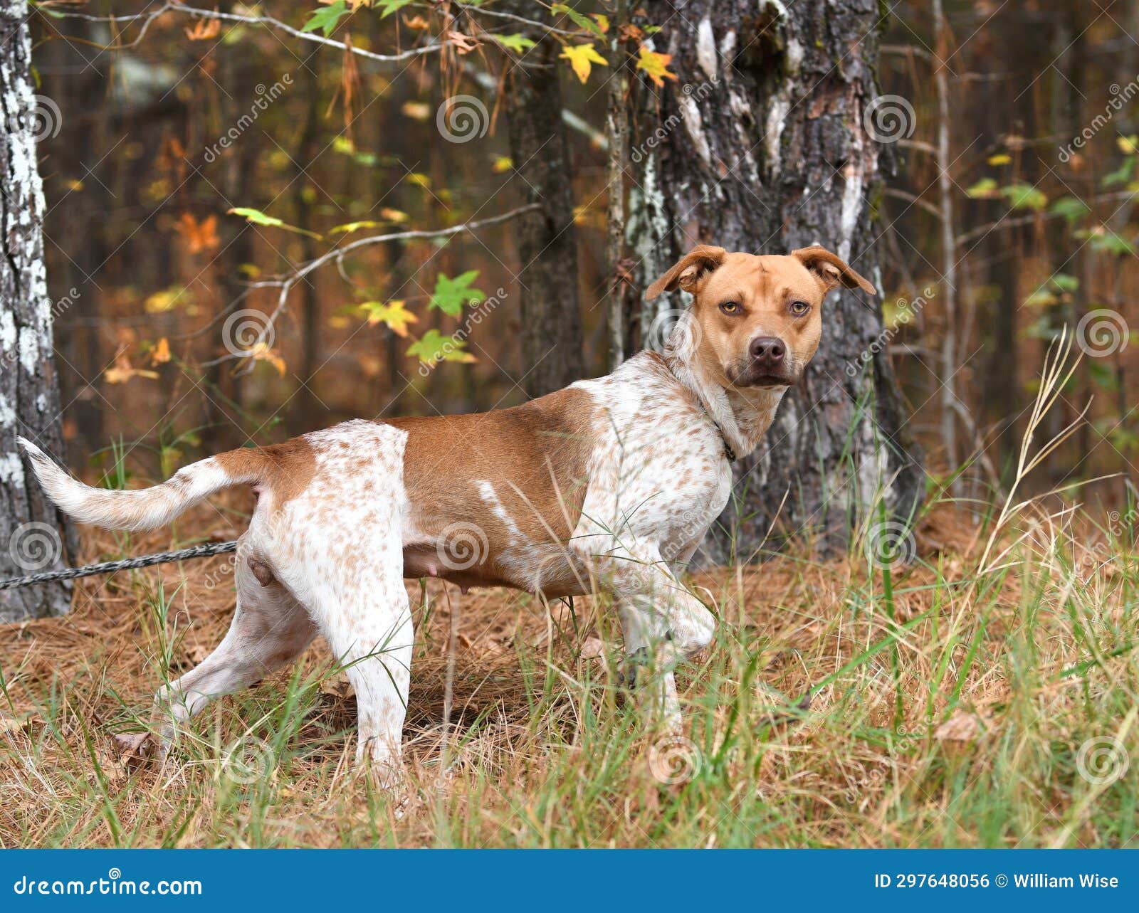 Red Merle Pointer Mix Dog Outside on Leash Stock Photo - Image of ...