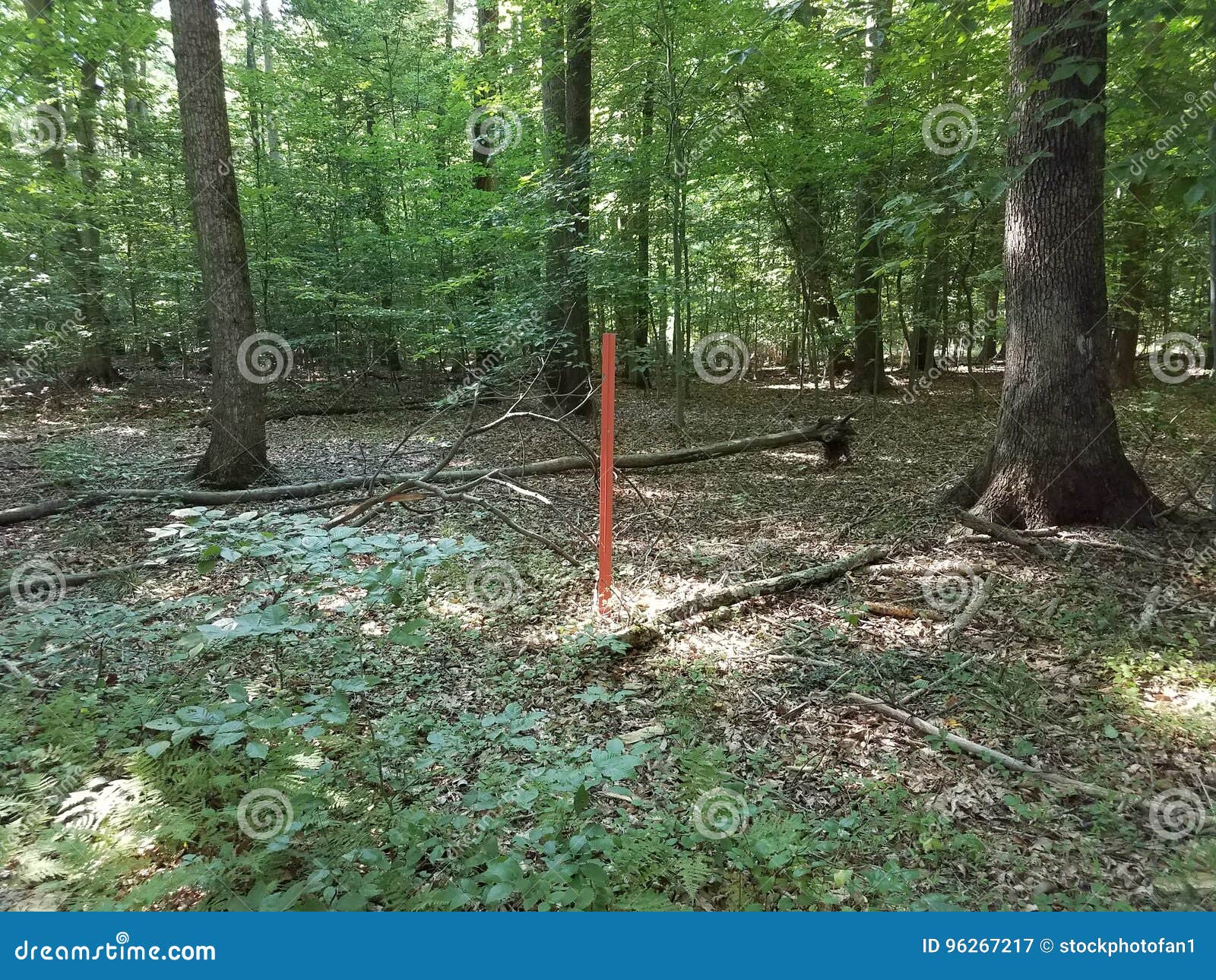 Red Metal Pole in the Woods Stock Image - Image of leaves, outdoor ...