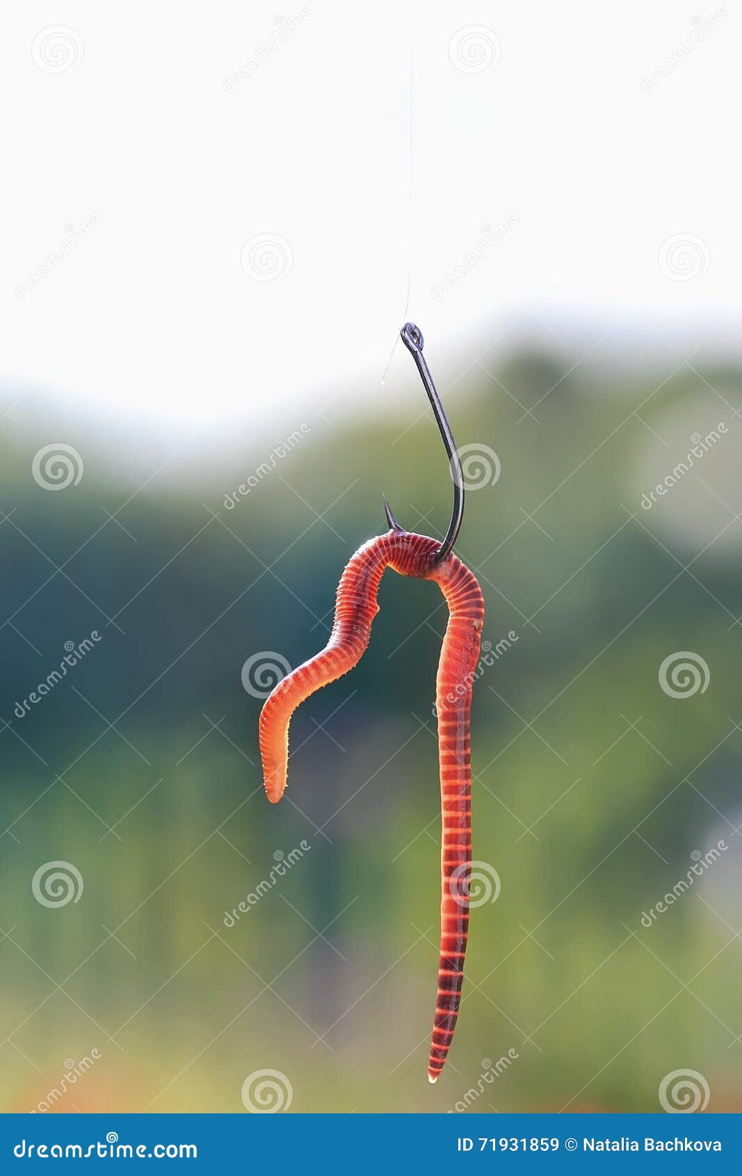 Red Metal Worm Writhing on a Fish Hook Stock Image - Image of tool ...