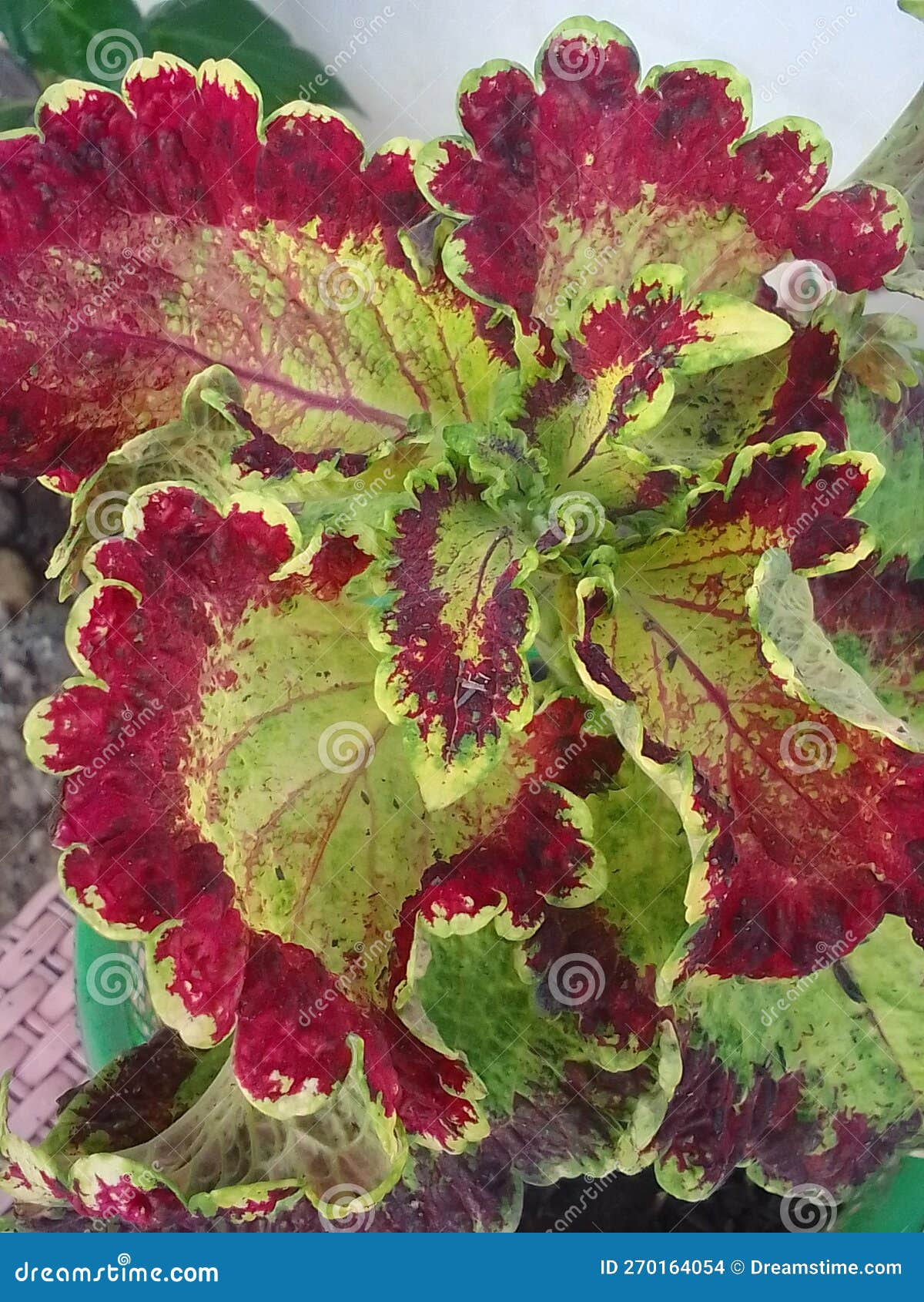 Red Miana Plant stock photo. Image of petal, leaf, plant - 270164054