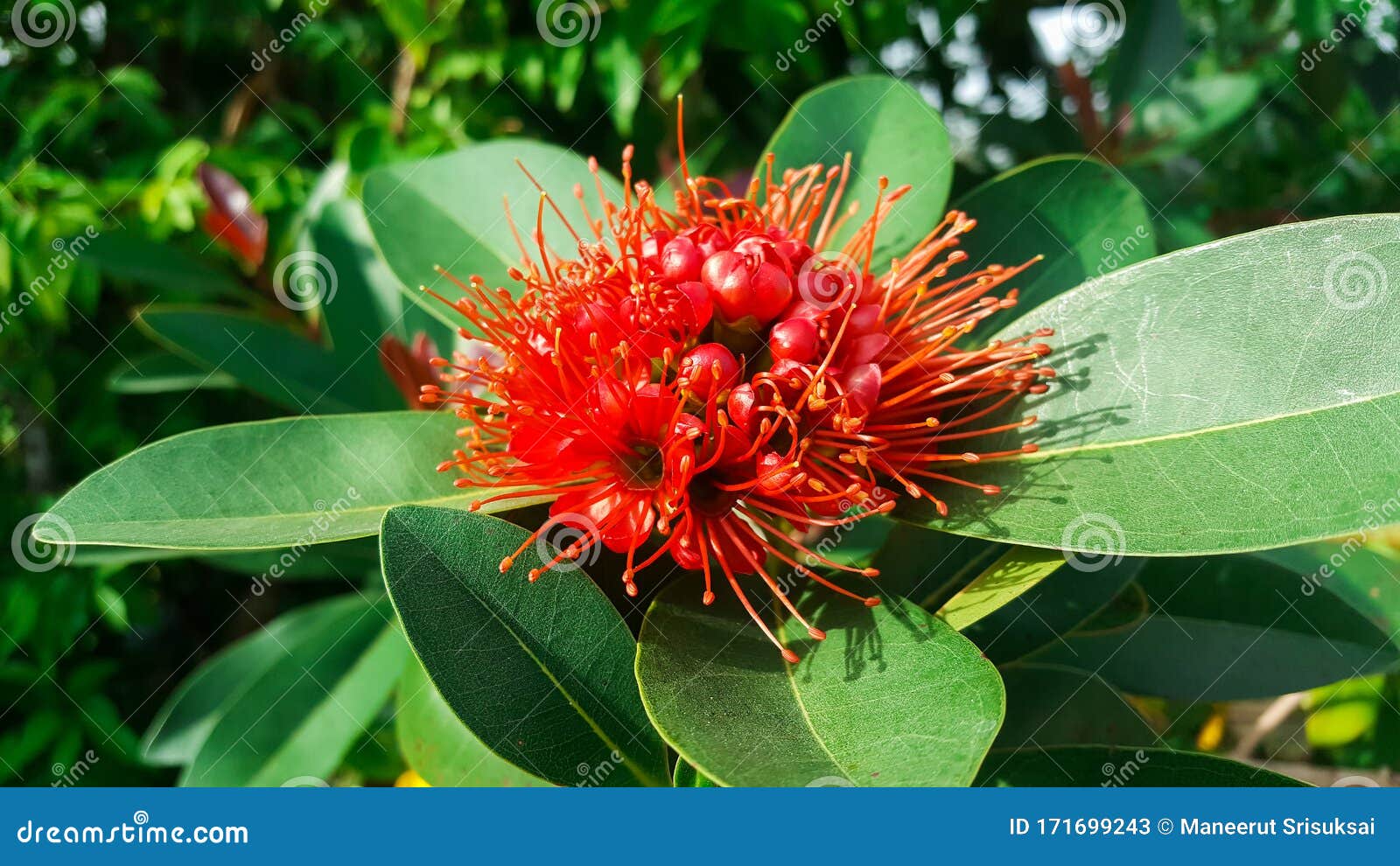 Red Mickey Mouse Flower stock image. Image of mickey - 171699243
