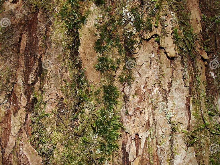 Red. Micro Look of Aspen Tree Bark. the Bark of an Old Aspen Tree. with ... Red. Micro Look of Aspen Tree Bark. the Bark of an Old Aspen Tree. with ...