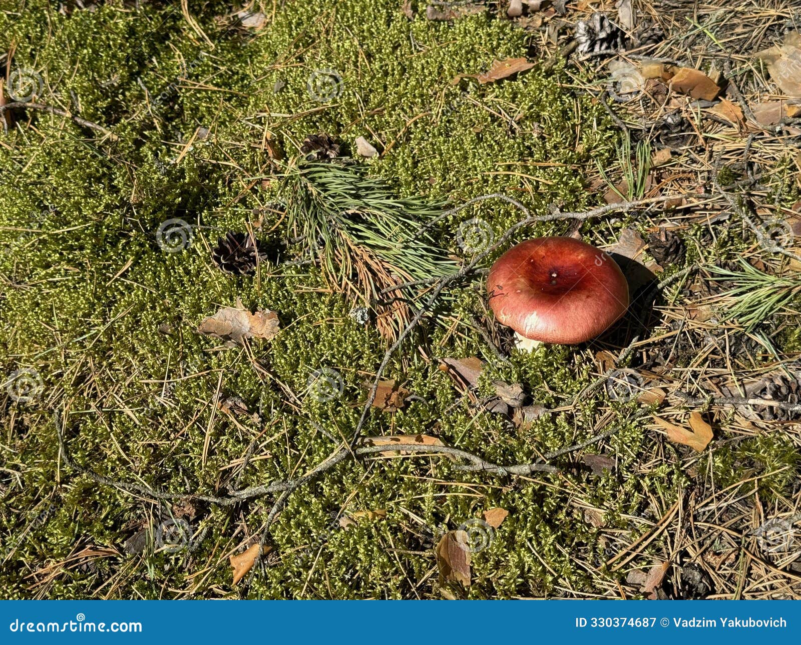 A Red Milk Cap Mushroom Grows in the Forest on Moss Stock Image - Image ...