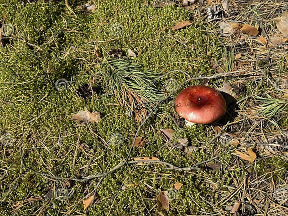 A Red Milk Cap Mushroom Grows in the Forest on Moss Stock Image - Image ...