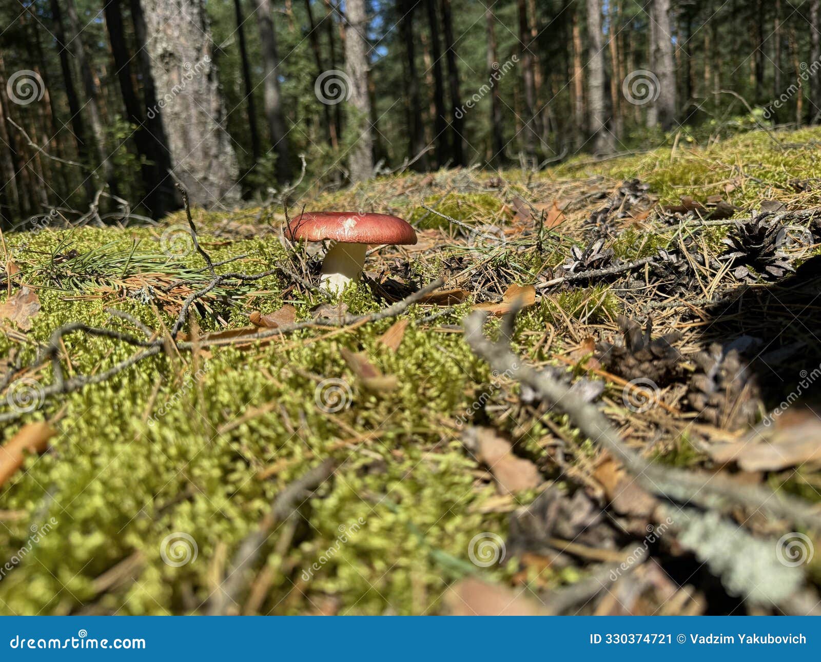 A Red Milk Cap Mushroom Grows in the Forest on Moss Stock Image - Image ...