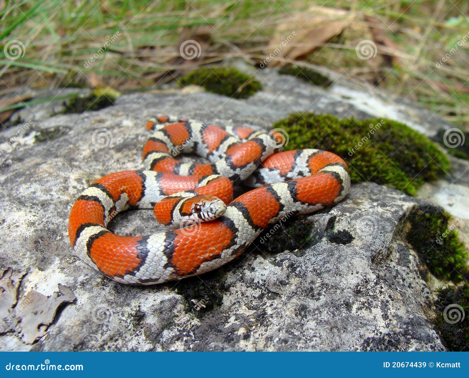 Red Milk Snake stock image. Image of snake, venomous - 20674439
