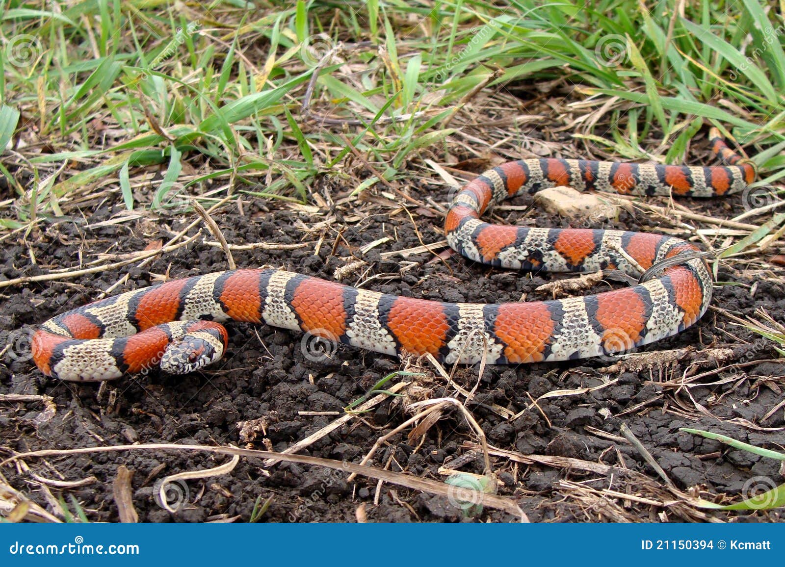 Red Milk Snake, Lampropeltis Triangulum Syspila Stock Photo - Image of ...