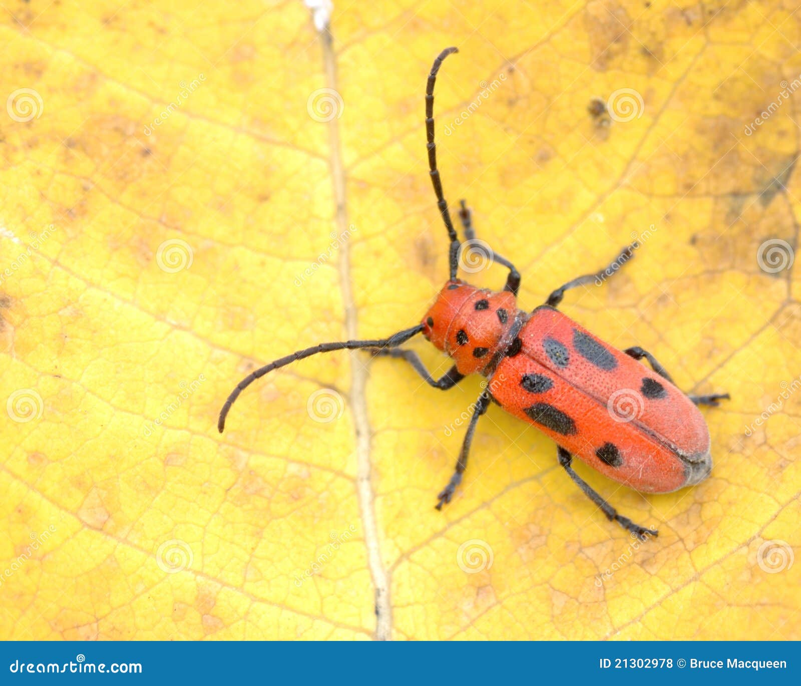Red Milkweed Beetle stock photo. Image of outdoors, milkweed - 21302978