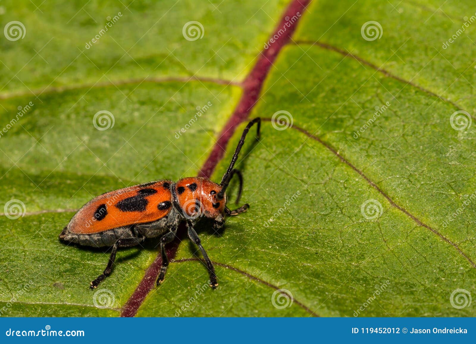 Red Milkweed Beetle stock photo. Image of entomology - 119452012