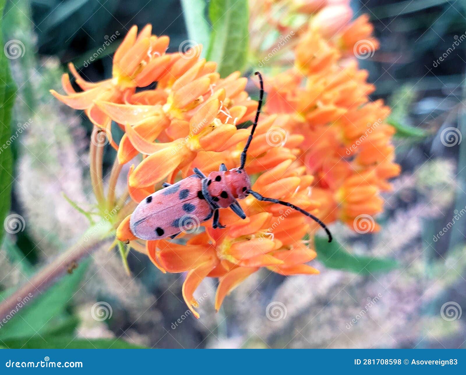 Red Milkweed Beetle on Orange Butterfly Milkweed Stock Photo - Image of ...