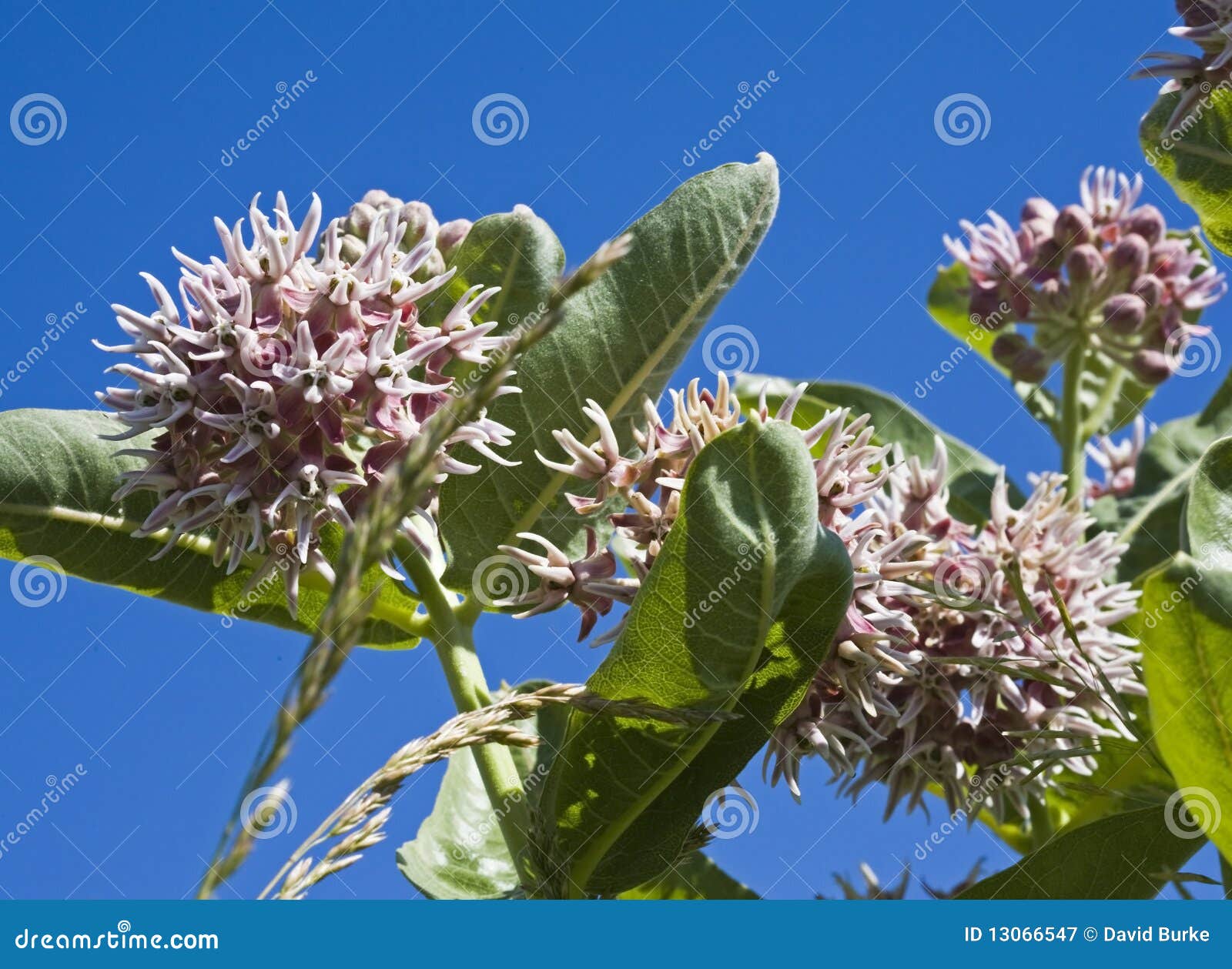 Red Milkweed Blossoms Flowers Nature Summer Stock Image - Image of ...