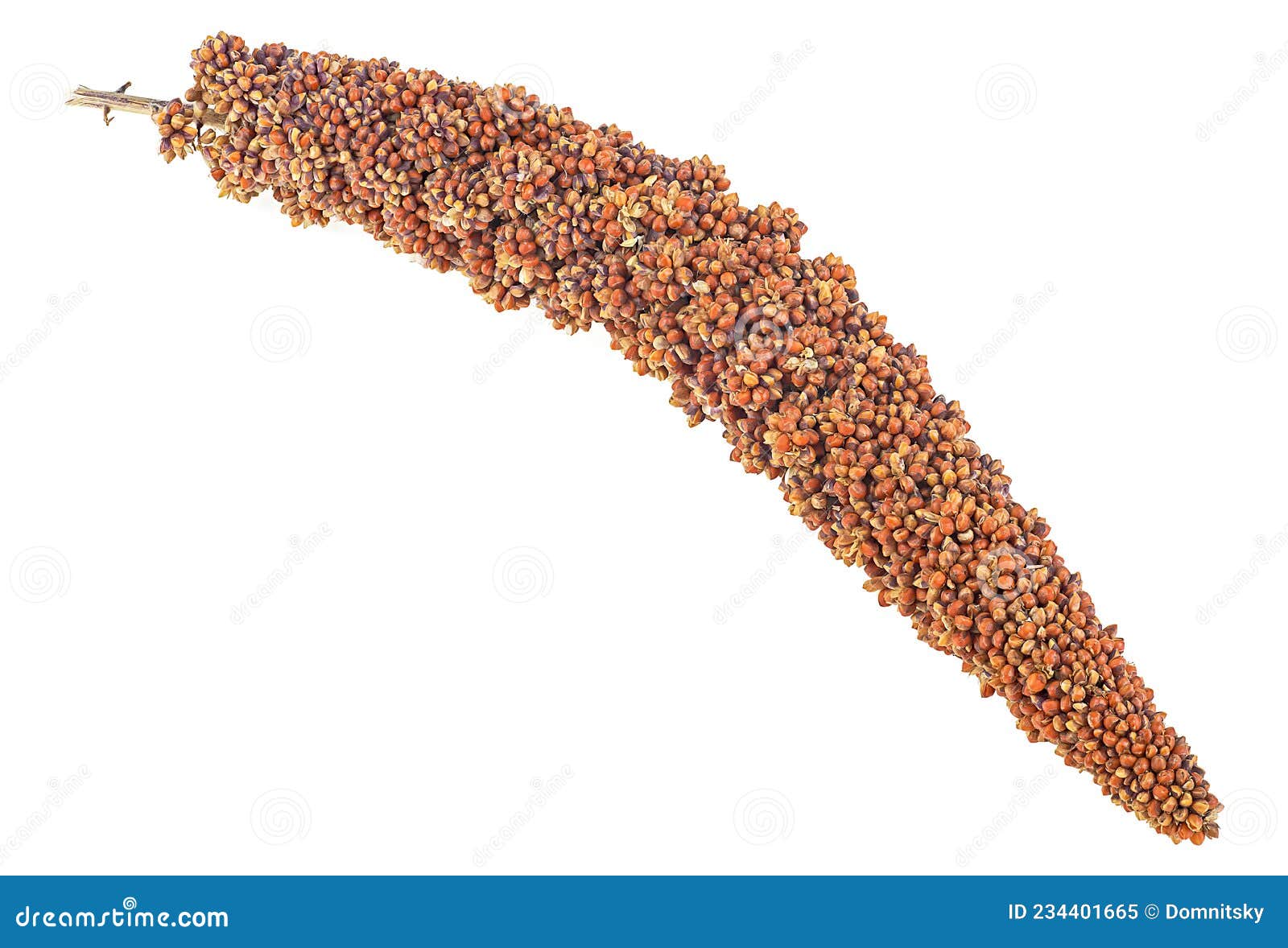 Red Millet Twig Isolated on White Background. Red Millet Seeds Stock ...