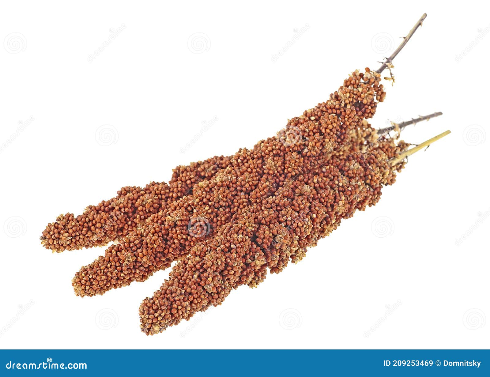 Red Millet Twigs Isolated On White Background. Red Millet Seeds Stock ...
