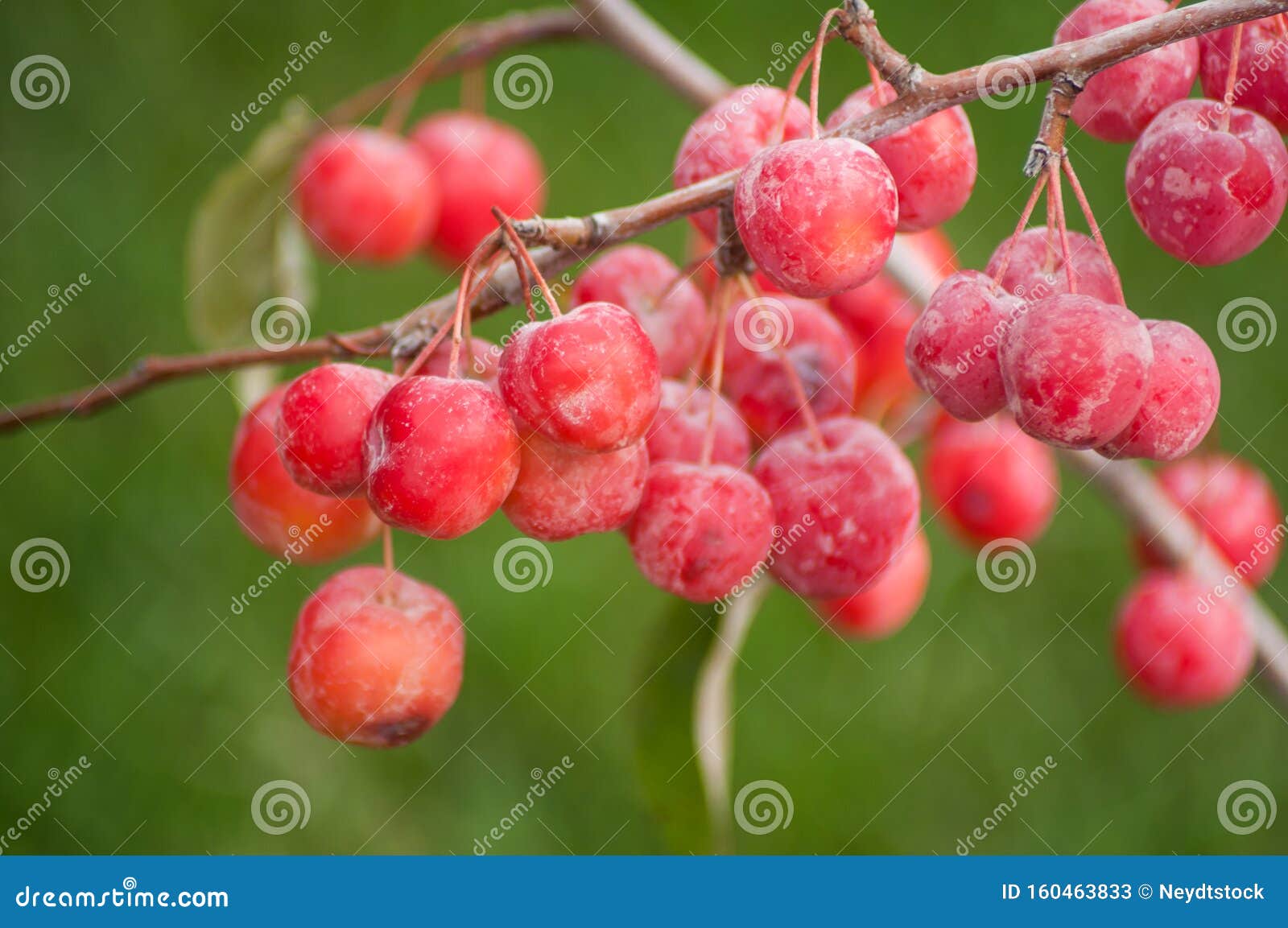 Red Mini Apples on Branch of an Ornemental Apple Tree Stock Image ...