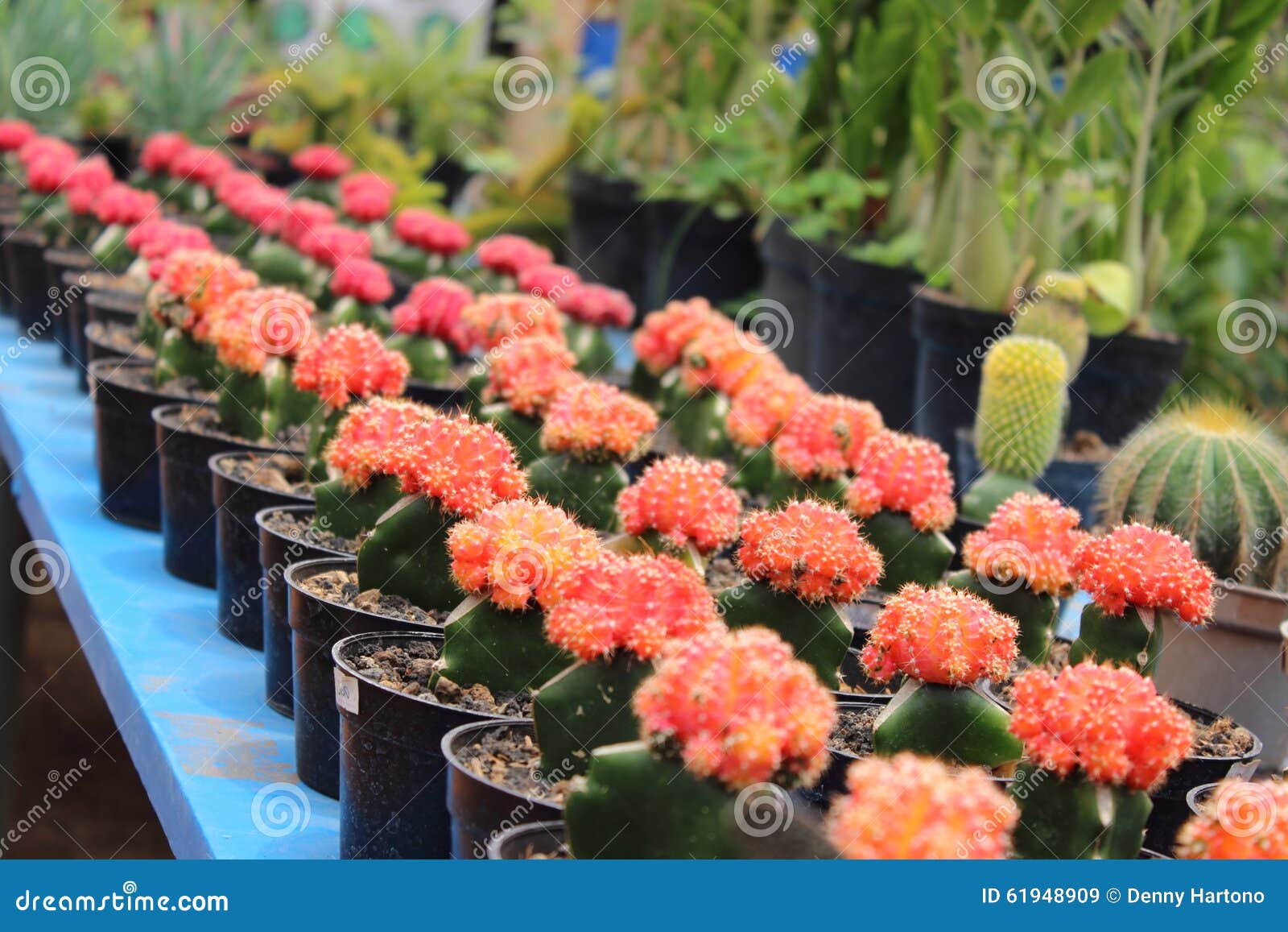 Red mini cactus stock image. Image of interest, plant - 61948909