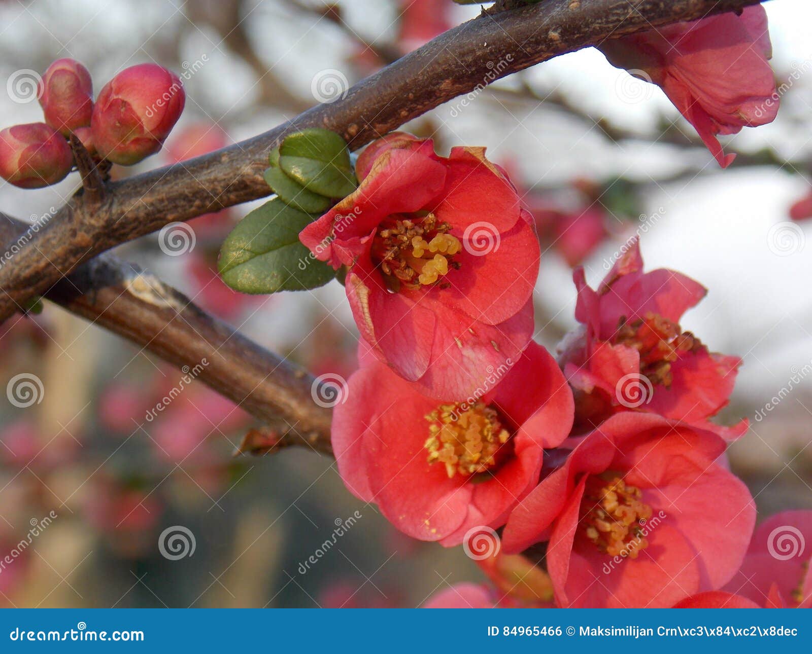 Red mini flower stock photo. Image of nature, macro, flower - 84965466