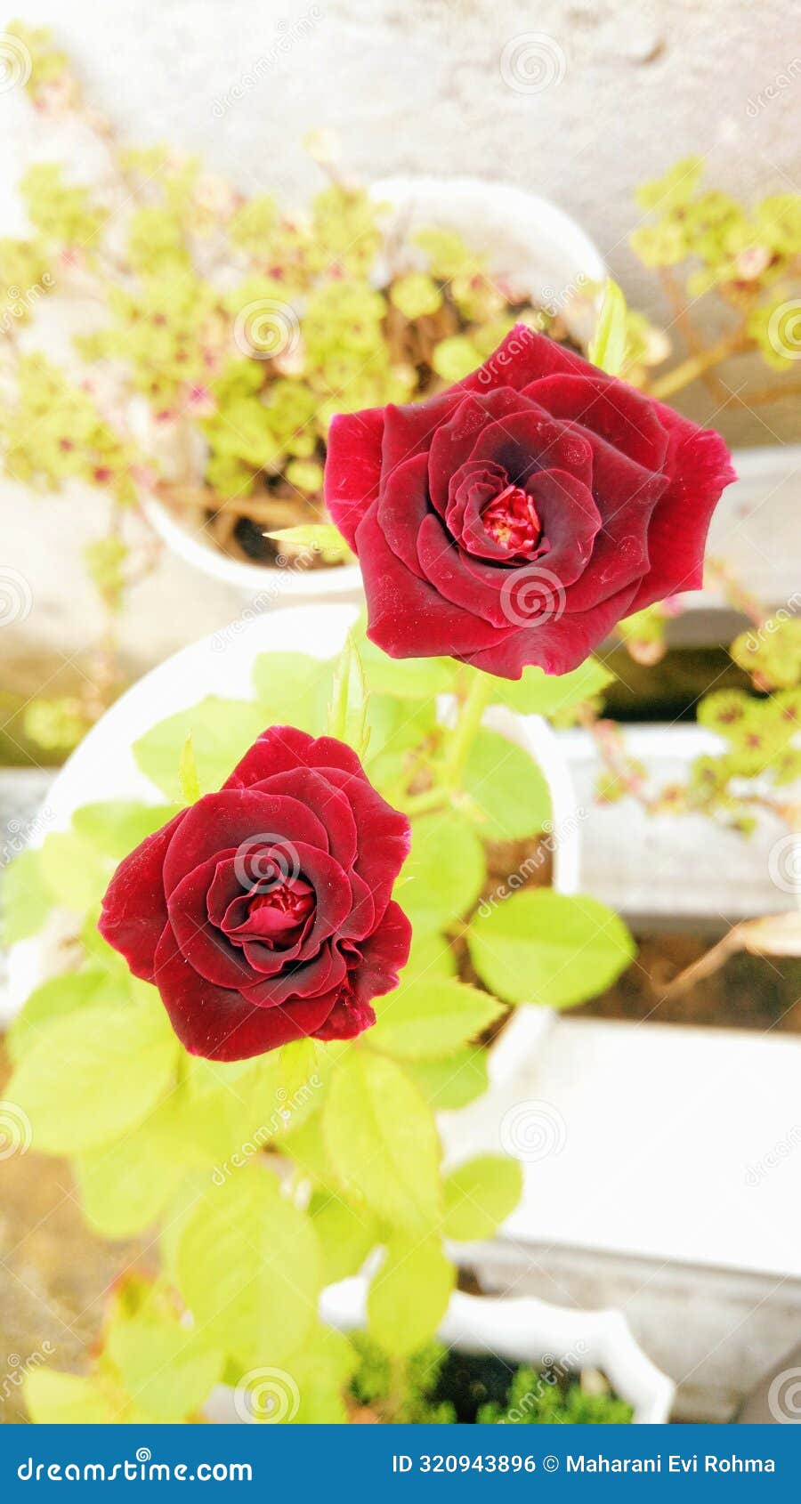 Red Mini Rose Flowers stock photo. Image of nature, gardens - 320943896