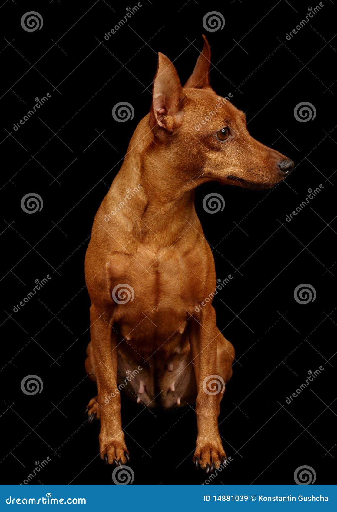 Red Miniature Pinscher stock image. Image of energy, mini - 14881039