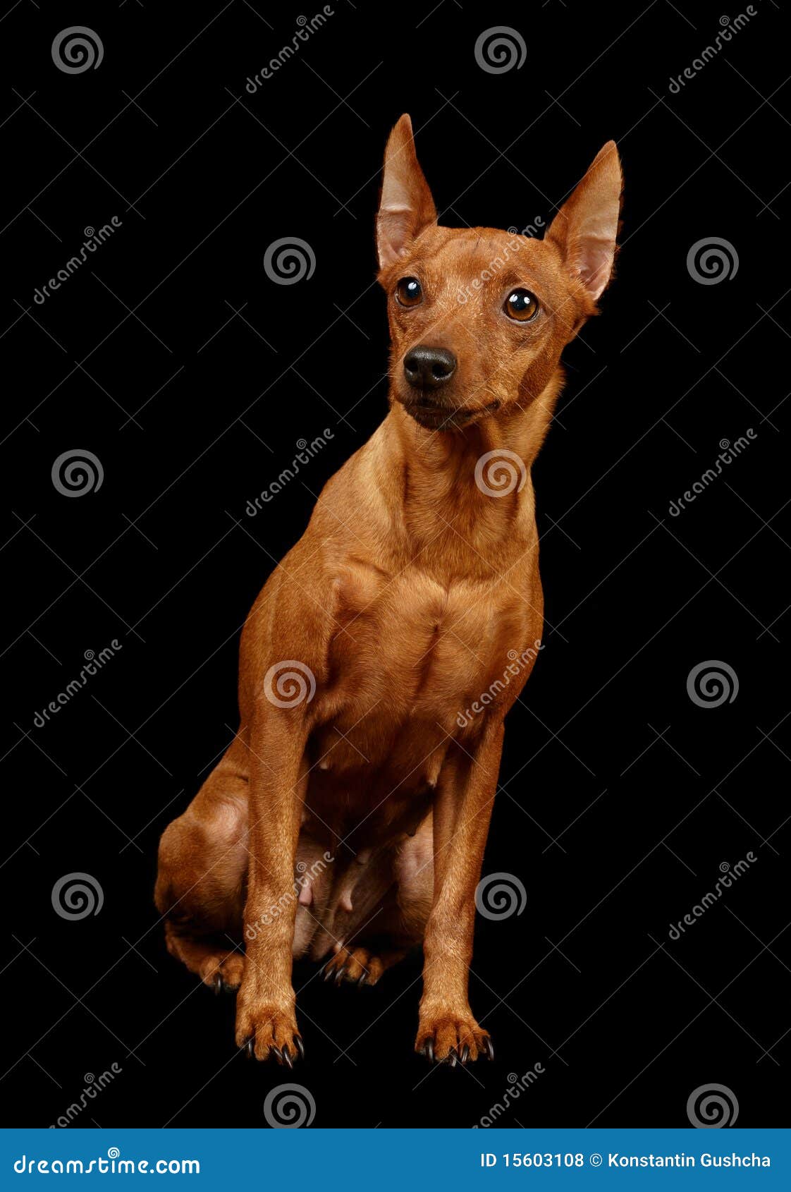 Red Miniature Pinscher stock photo. Image of alert, animal - 15603108