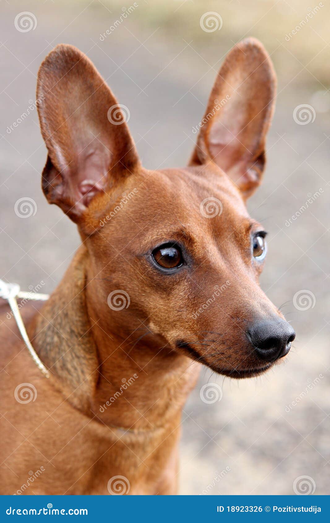 Red Miniature Pinscher stock photo. Image of graceful - 18923326