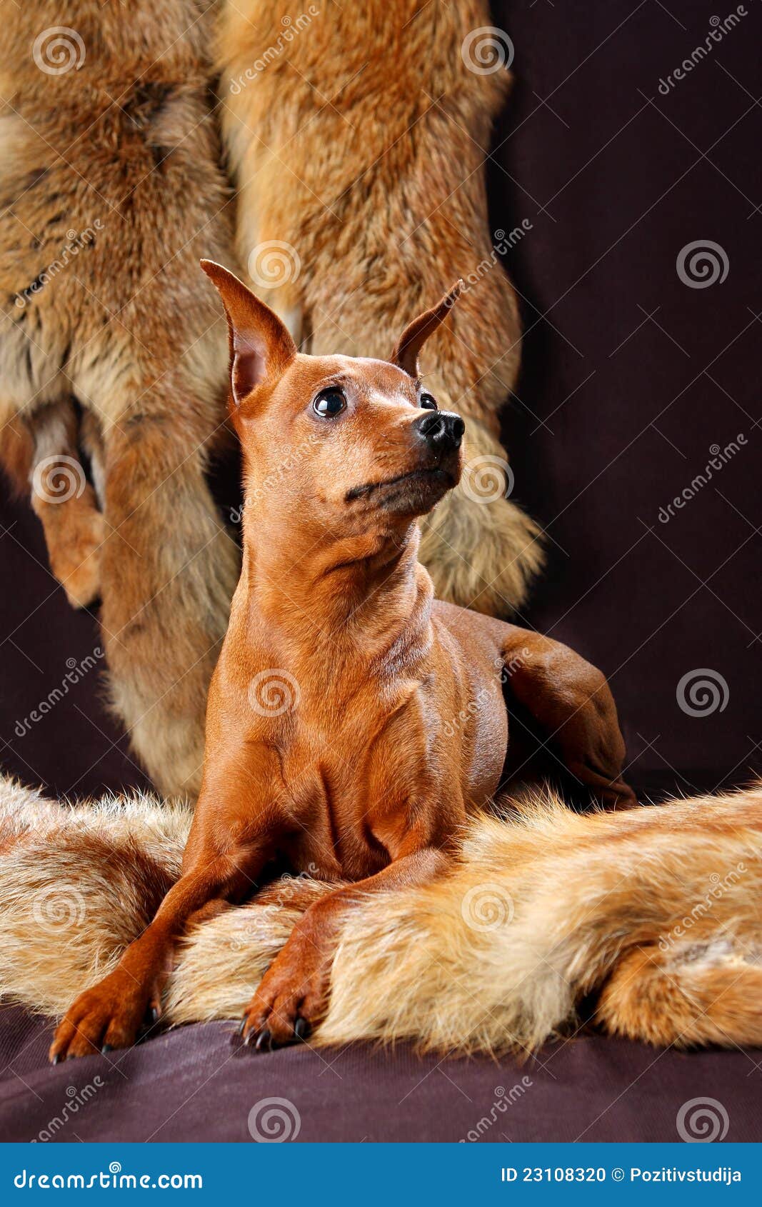 Red Miniature Pinscher stock photo. Image of pedigree - 23108320