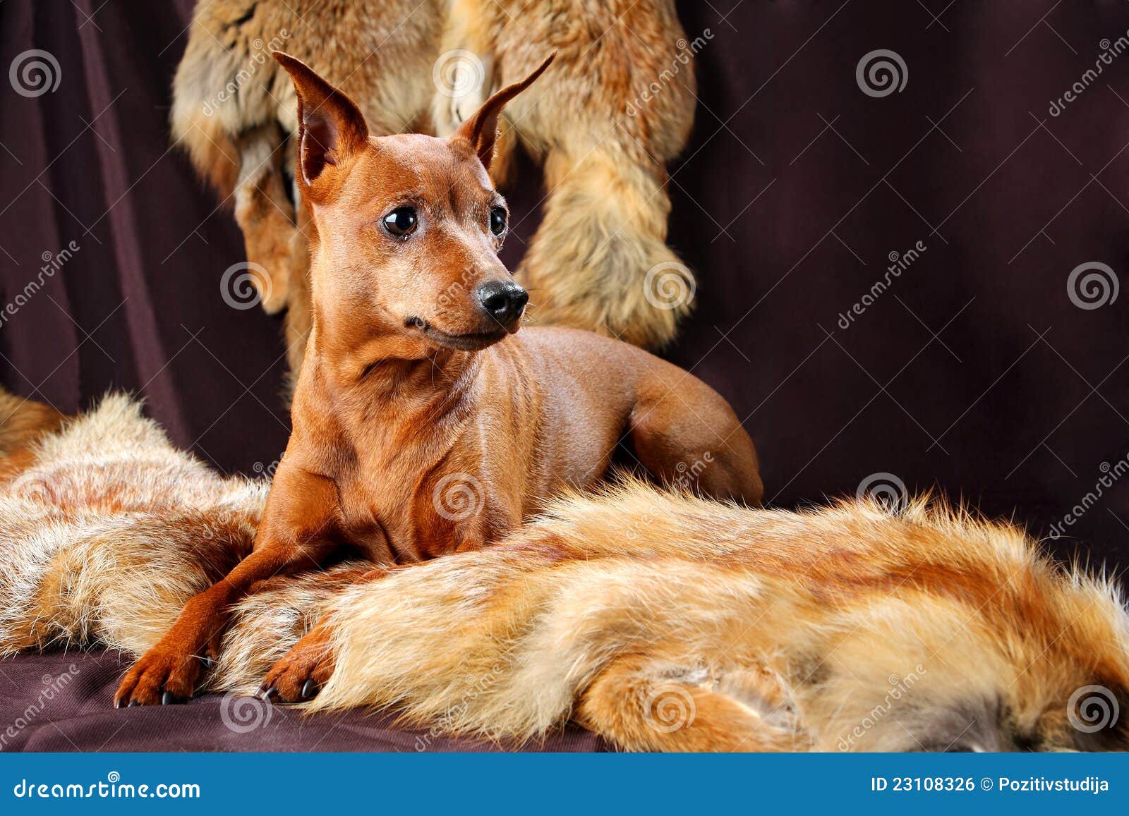Red Miniature Pinscher stock photo. Image of looking - 23108326