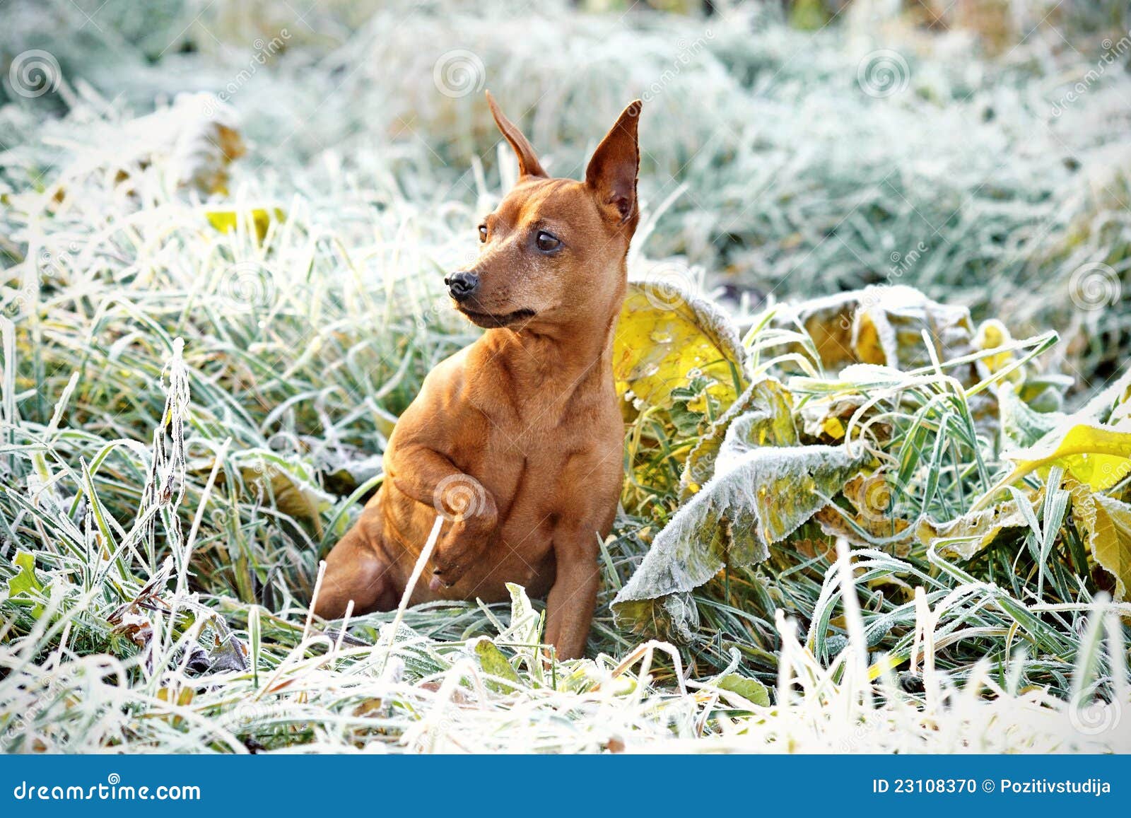 Red Miniature Pinscher stock photo. Image of mammal, grace - 23108370