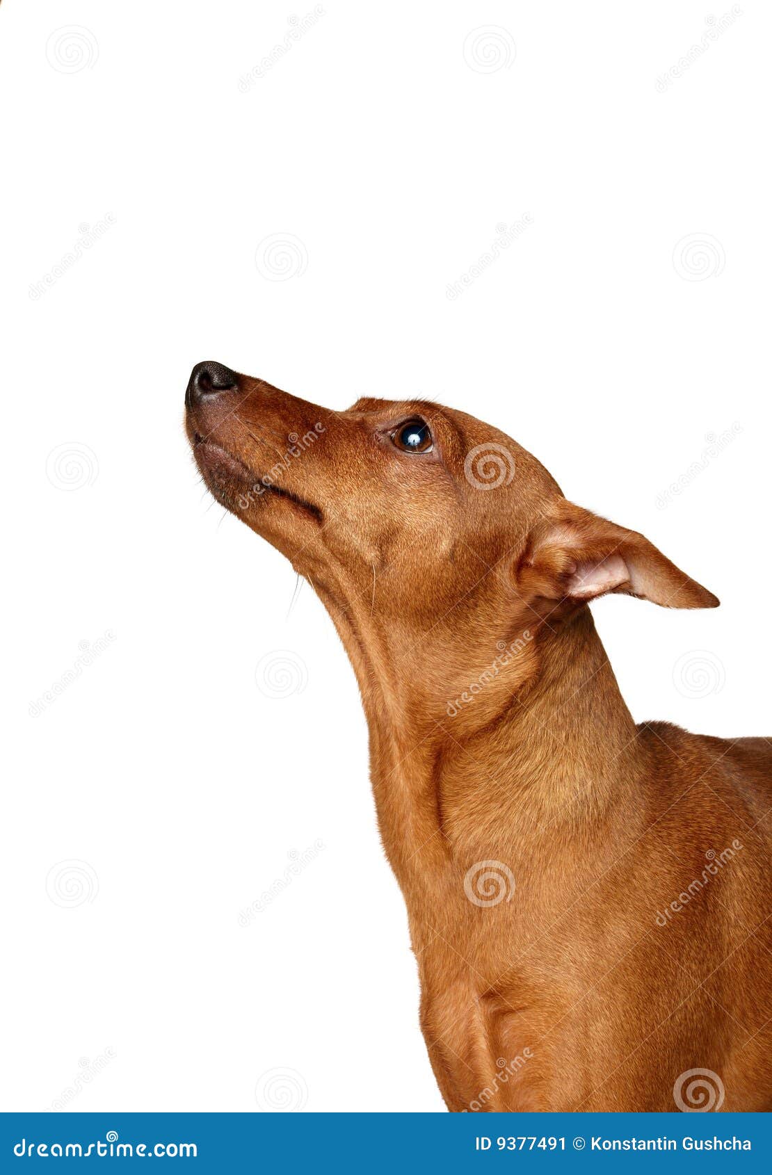 Red Miniature Pinscher Loking Up Stock Image - Image of beautiful ...