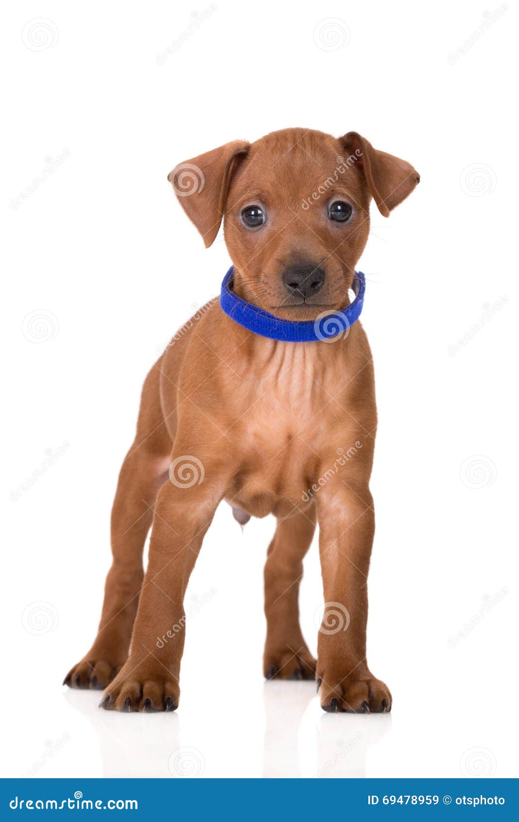 Red Miniature Pinscher Puppy Stock Image - Image of puppy, studio: 69478959