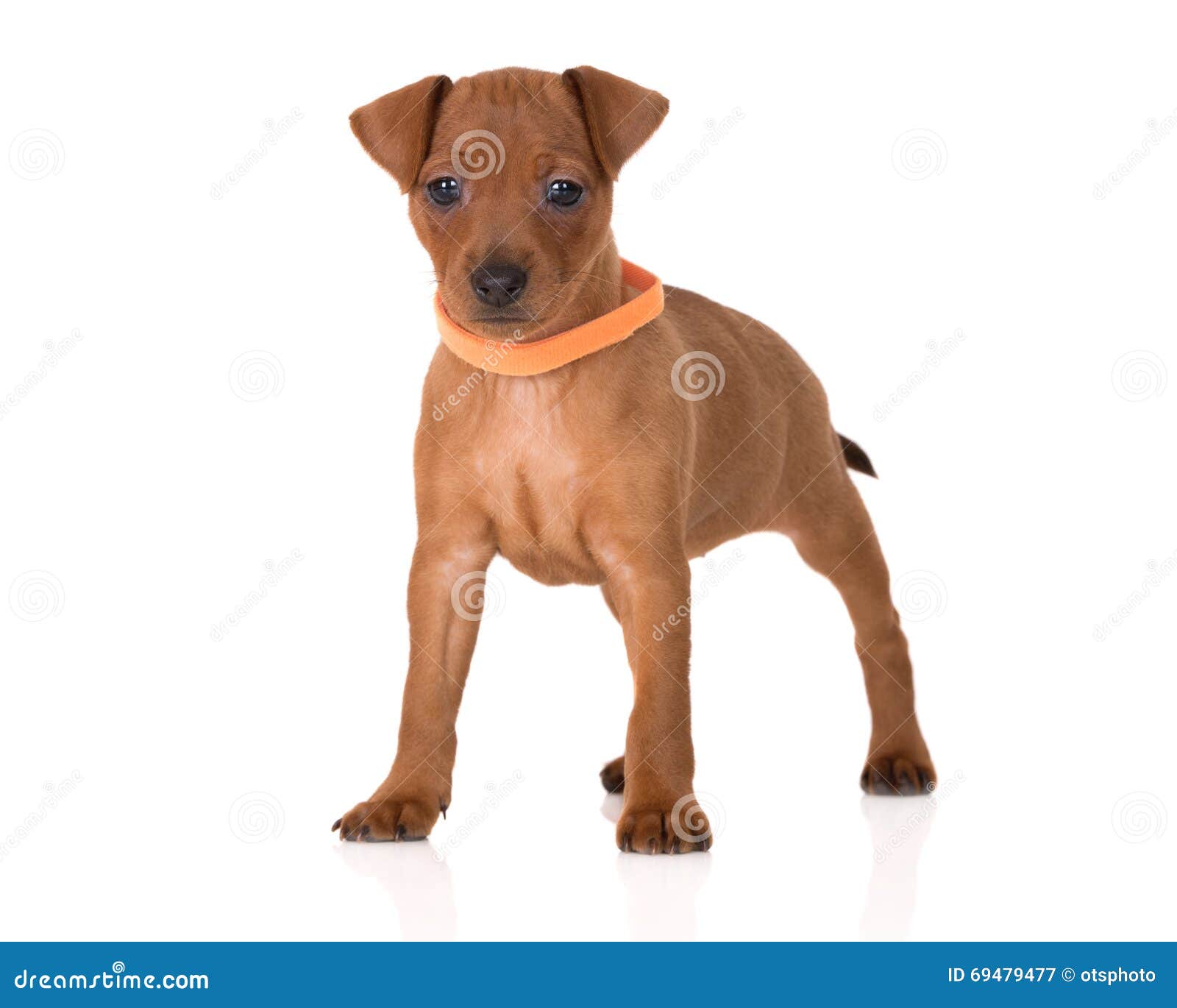 Red Miniature Pinscher Puppy Stock Image - Image of pincher, collar ...