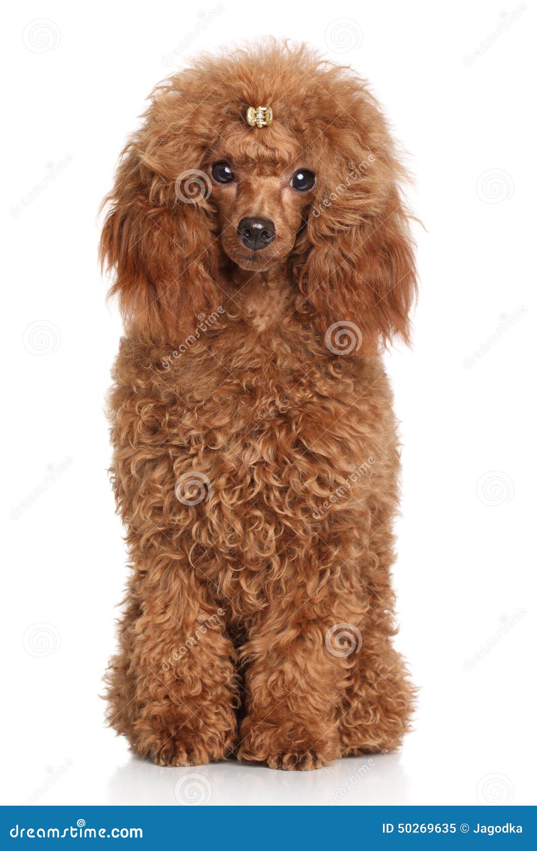 1,015 Red Miniature Poodle Photos - Free & Royalty-Free Stock Photos ...