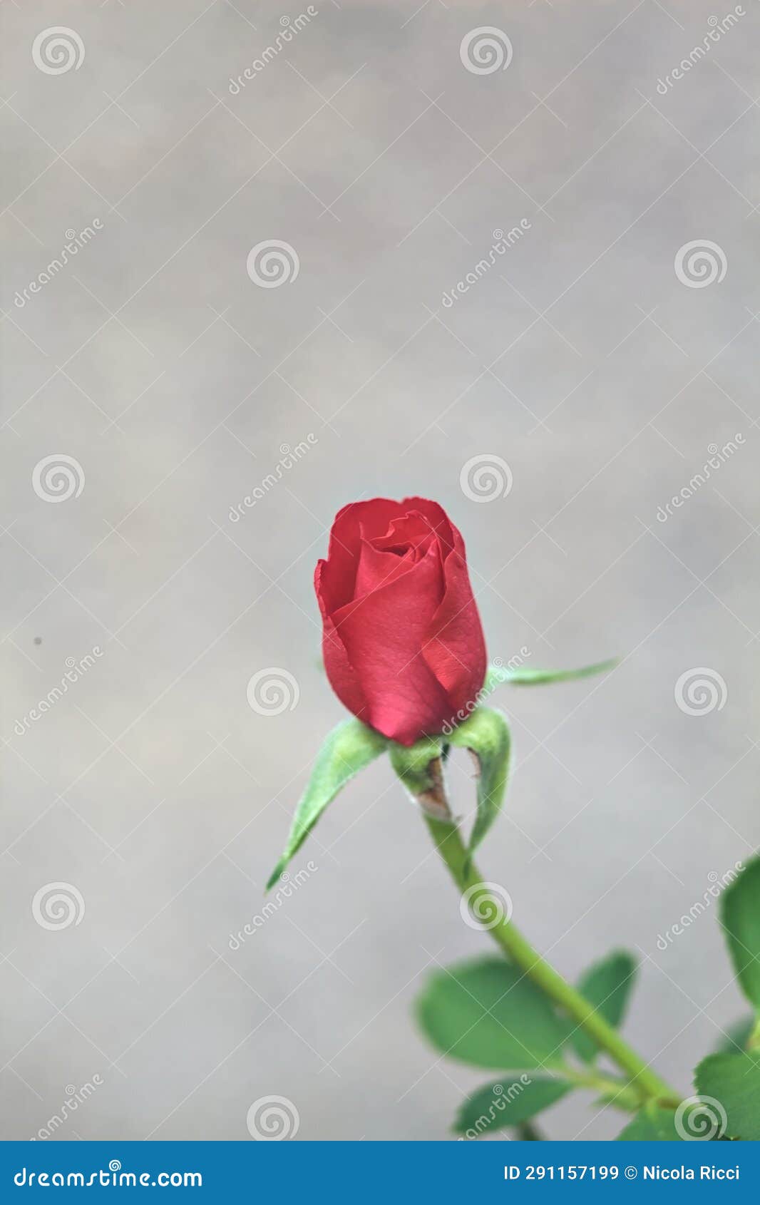 Red Miniature Rose about To Bloom Seen Up Close Stock Image - Image of ...