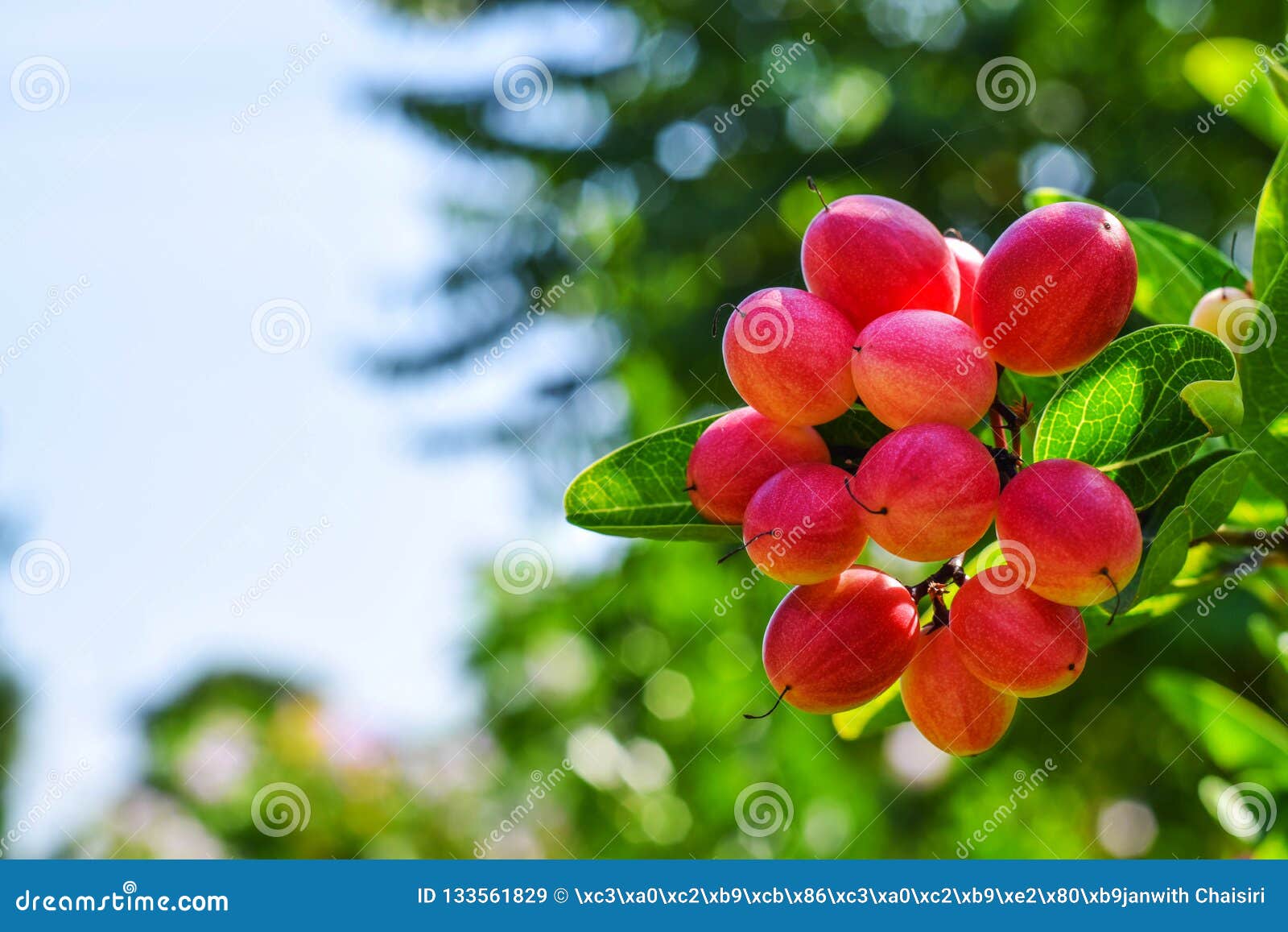 Red Miracle Fruit on the Tree with Green Leaves, Isolated with Blurred ...