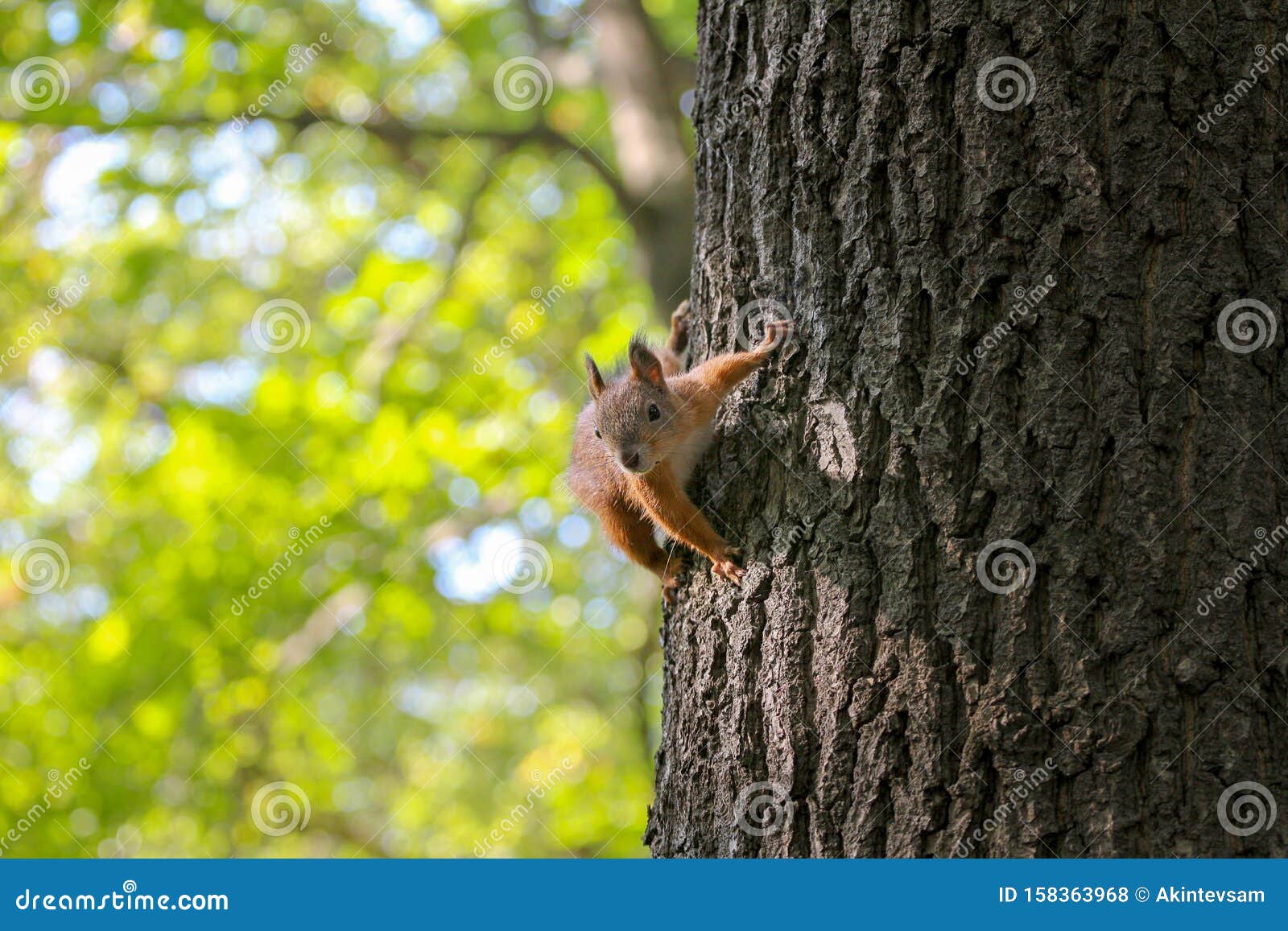 Red Mischievous Squirrel on the Trunk of a Large Tree on a Bright Warm ...