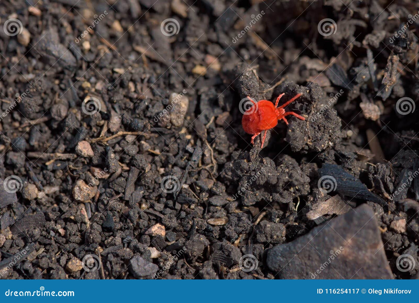 Red mite on the ground stock image. Image of holosericeum - 116254117