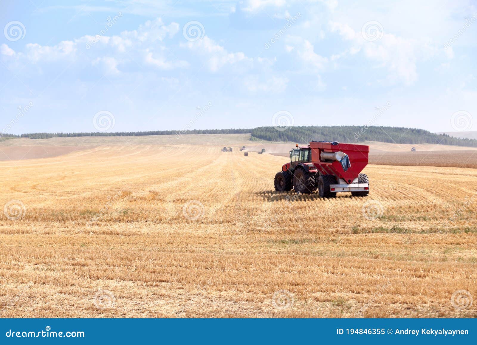 Red Modern Tractor with Trailer during Wheat Harvest on Wheat Field ...
