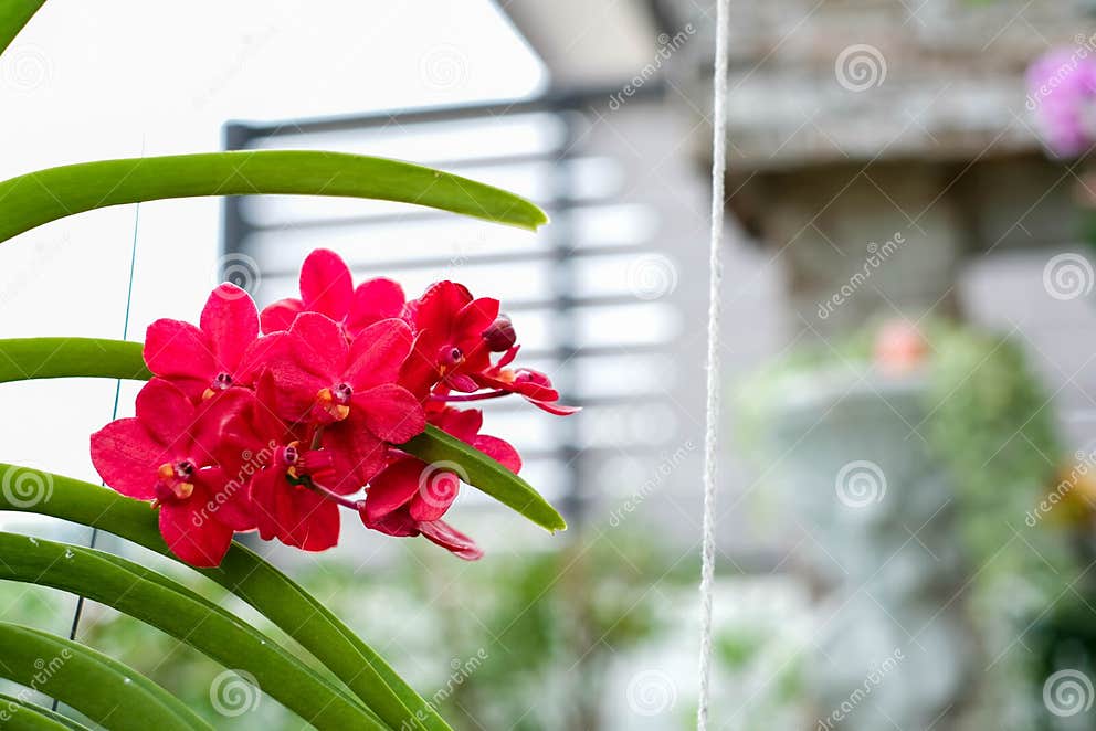 Mokara orchid stock image. Image of stem, leave, mokara - 122482393