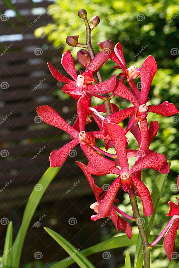 Red mokara orchid stock photo. Image of park, farming - 24247756