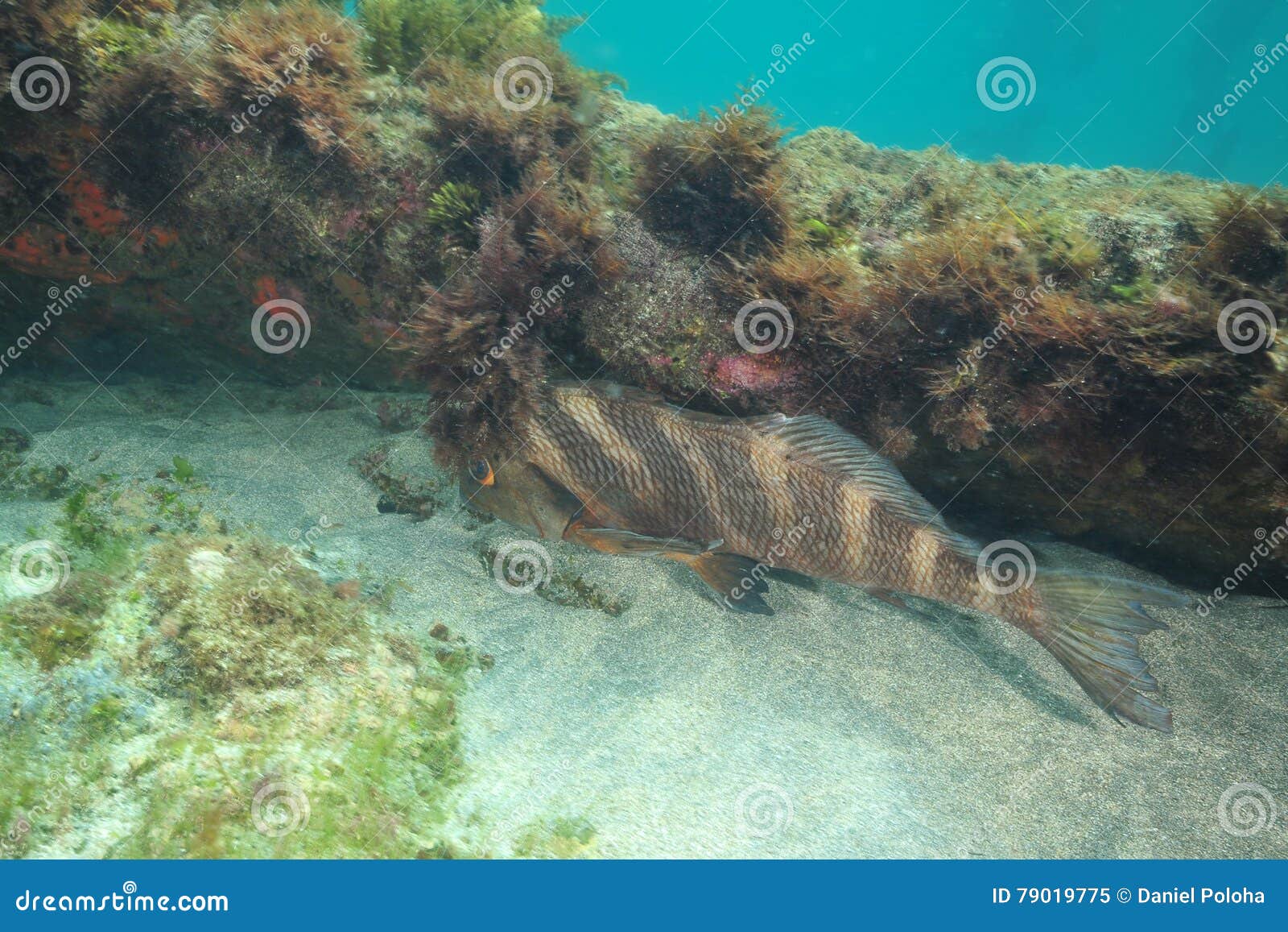 Red Moki Onder Tiny Rock Overhang Stock Image - Image of fish, morwong ...