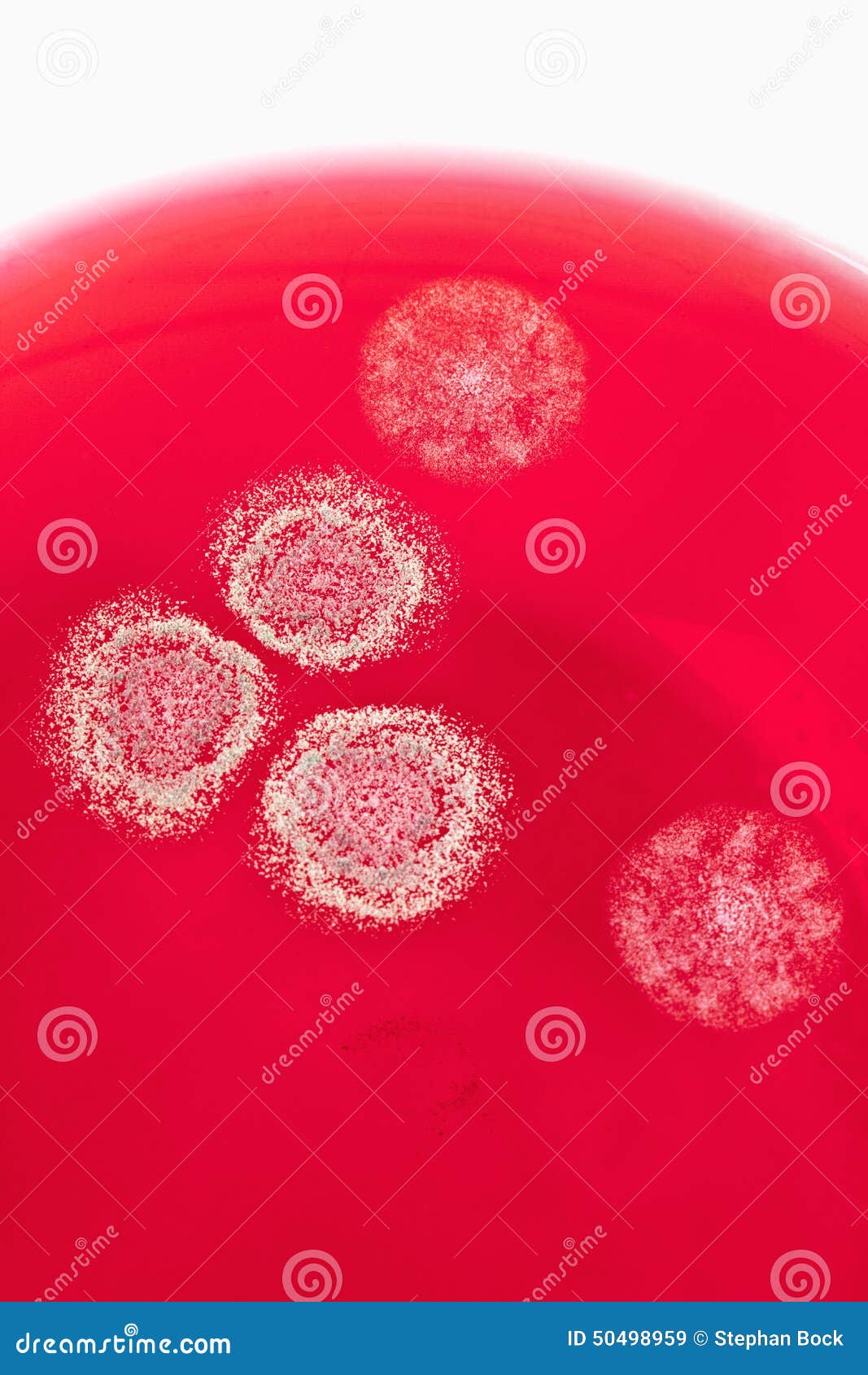 Red mold fungus, close up stock image. Image of microbial - 50498959