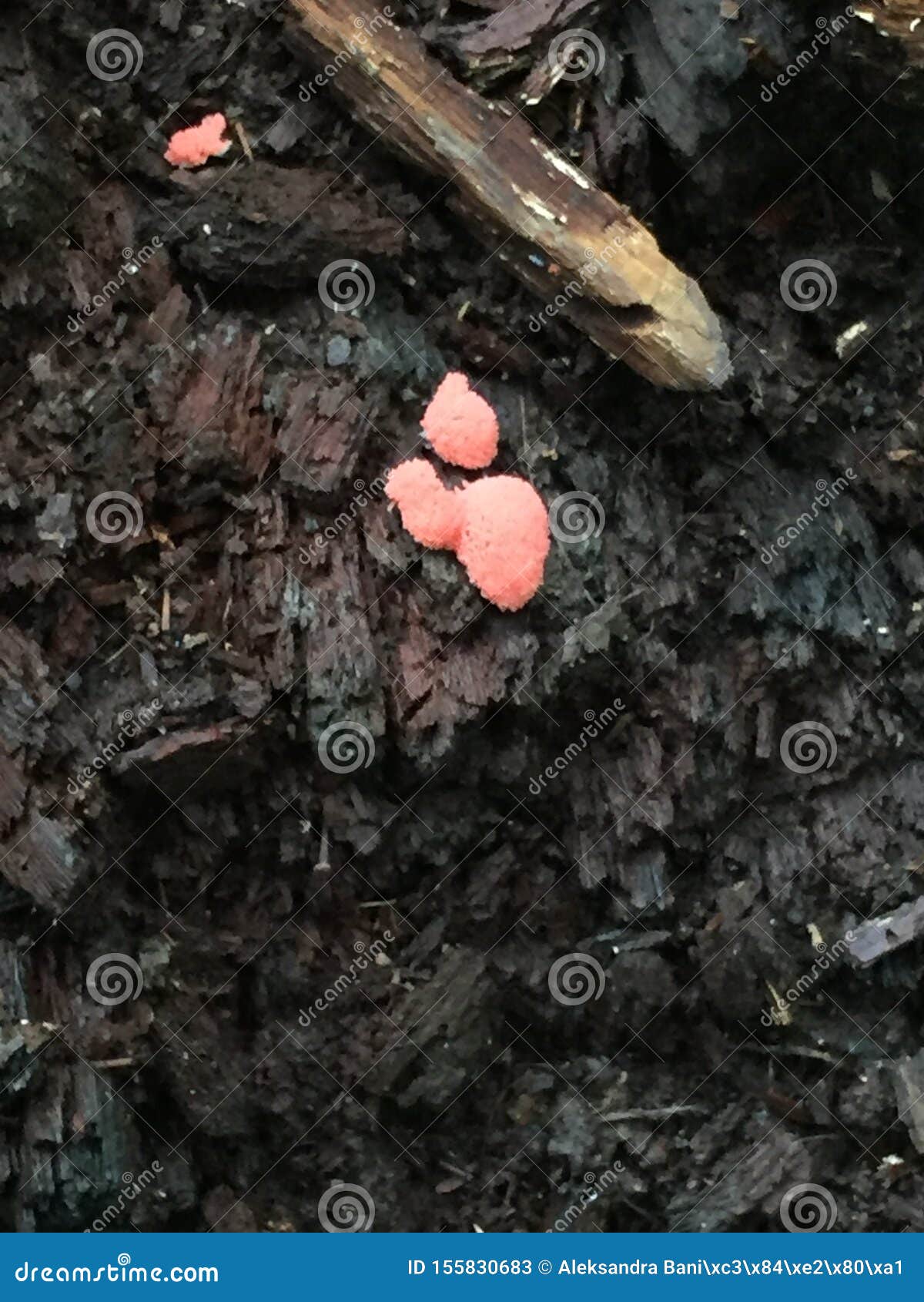 Red mold stock image. Image of mold, forest, tree, growing - 155830683