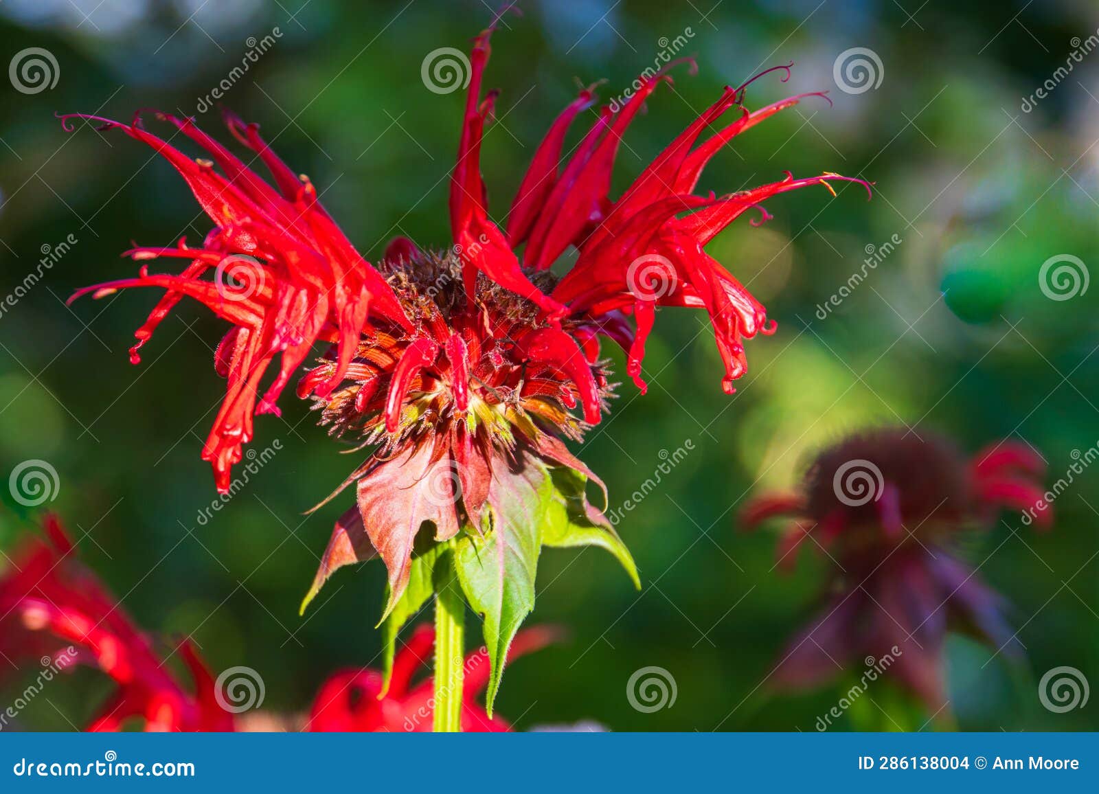 Red Monarda or Bee Balm Flower Stock Photo - Image of leaf, beautiful ...