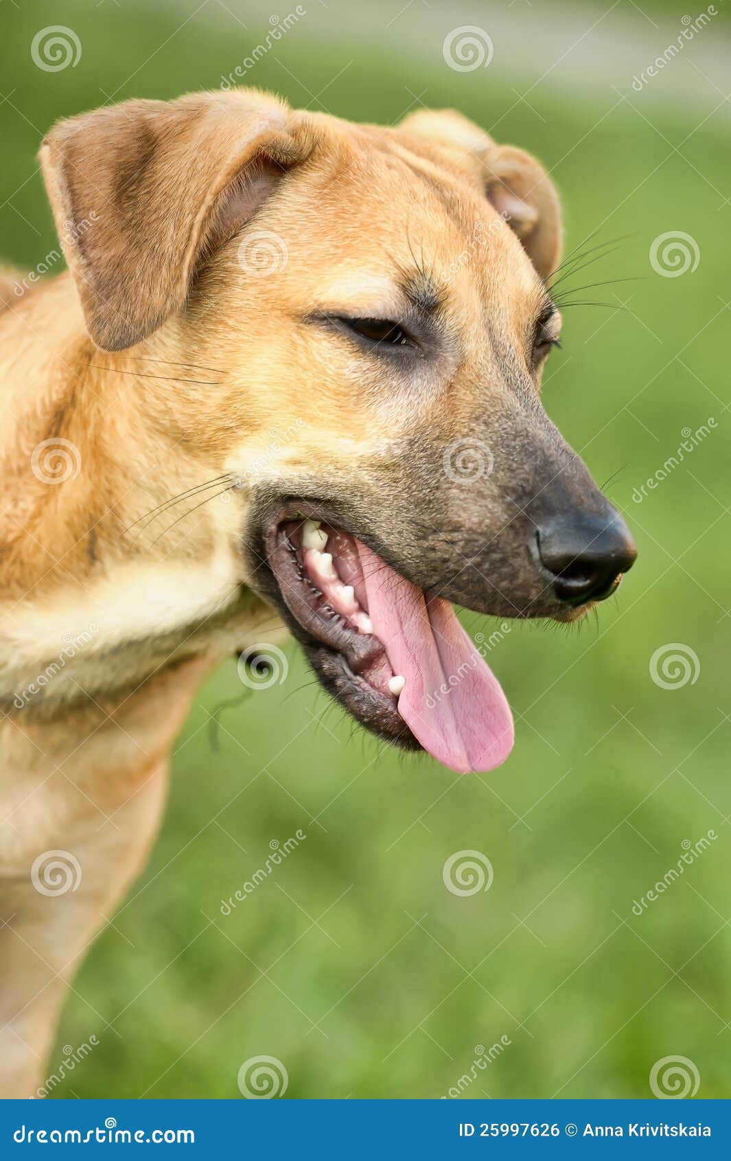 Red mongrel dog stock photo. Image of looking, domestic - 25997626