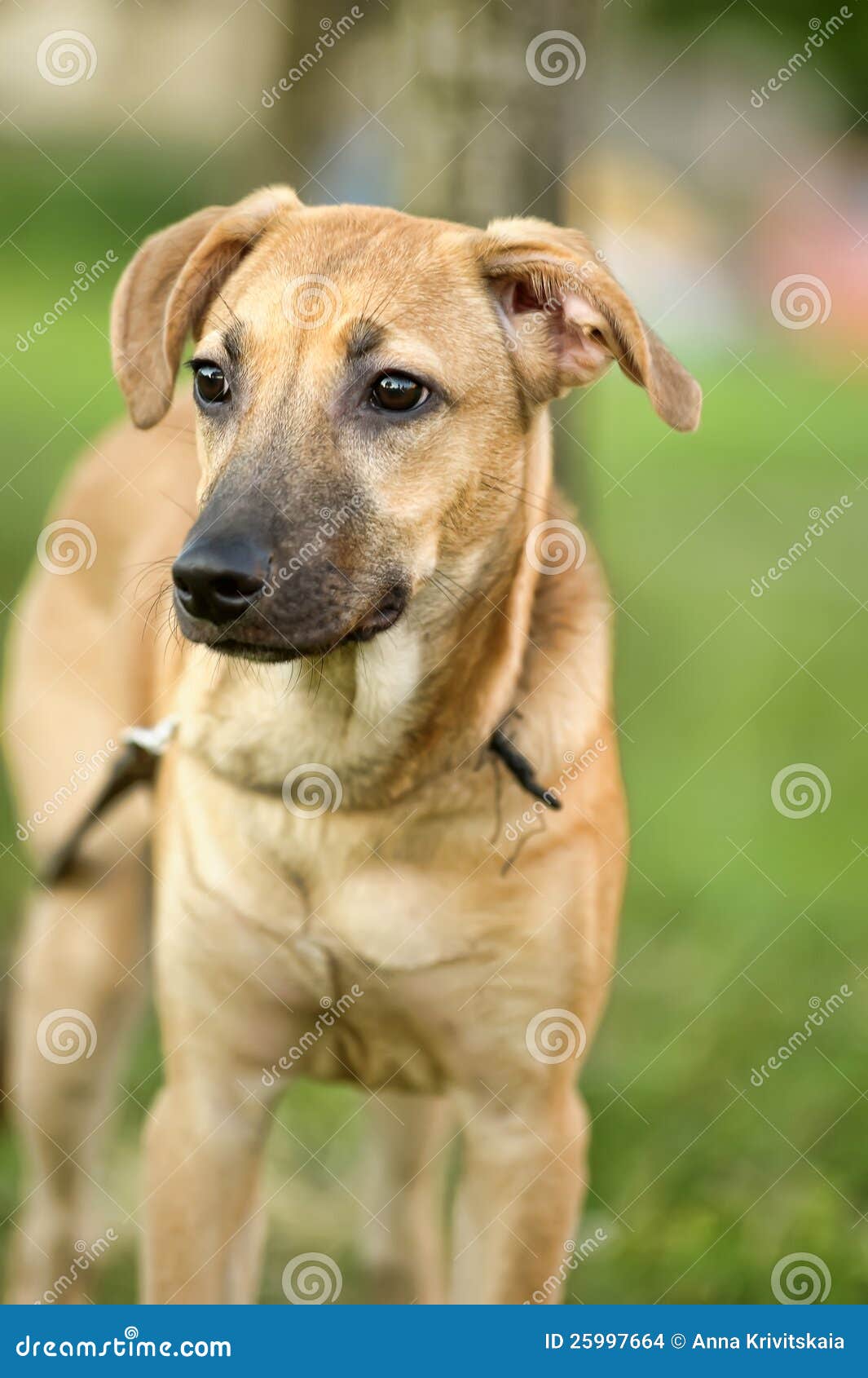 Red mongrel dog stock photo. Image of cute, face, lateral - 25997664